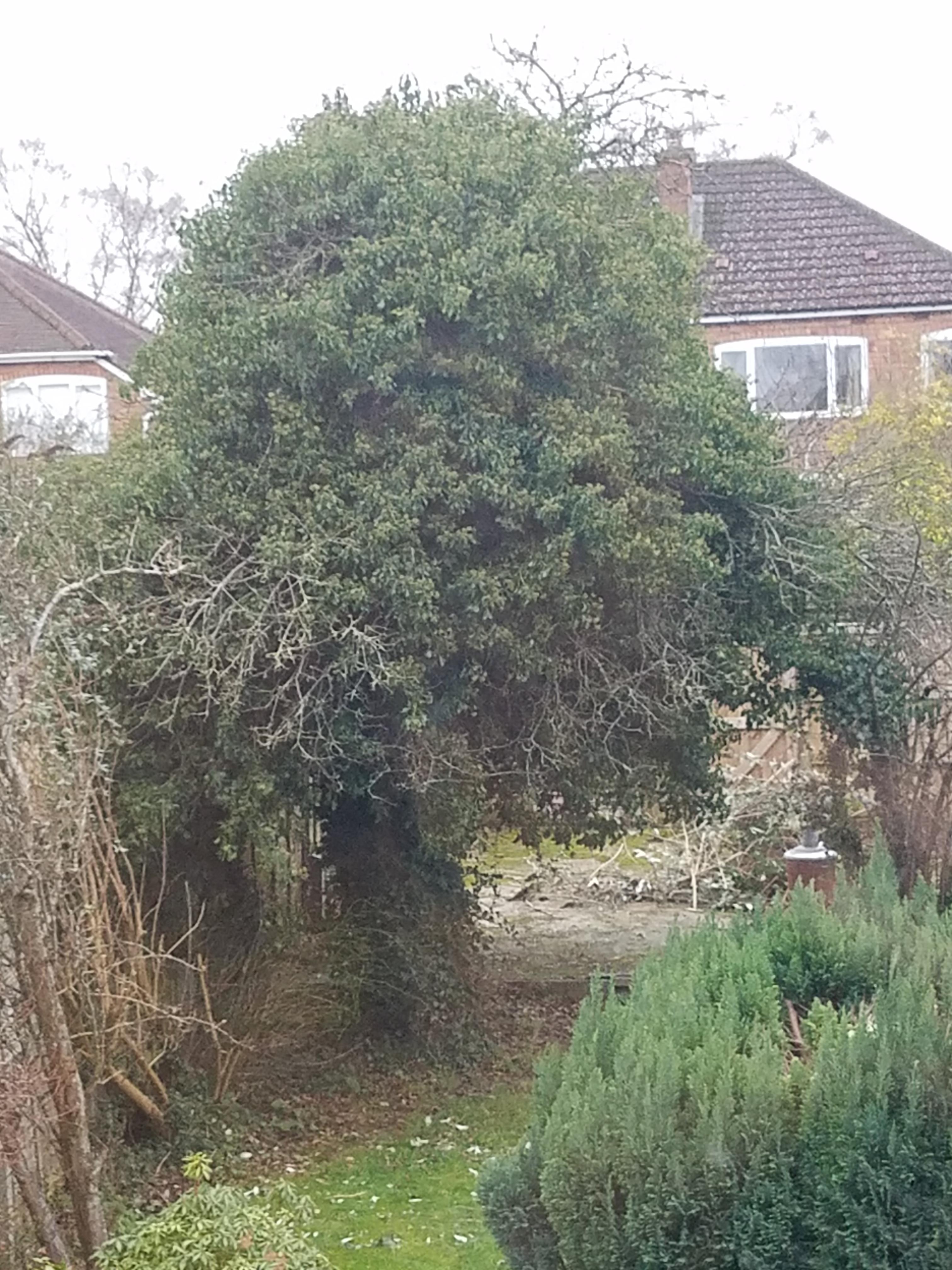 Apple tree and ivy advice request | Scrolller