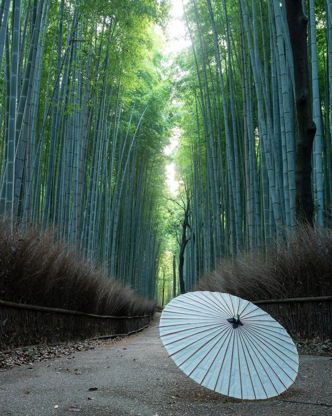 Arashiyama Bamboo Forest | Credit: @kyotophotograph | Scrolller