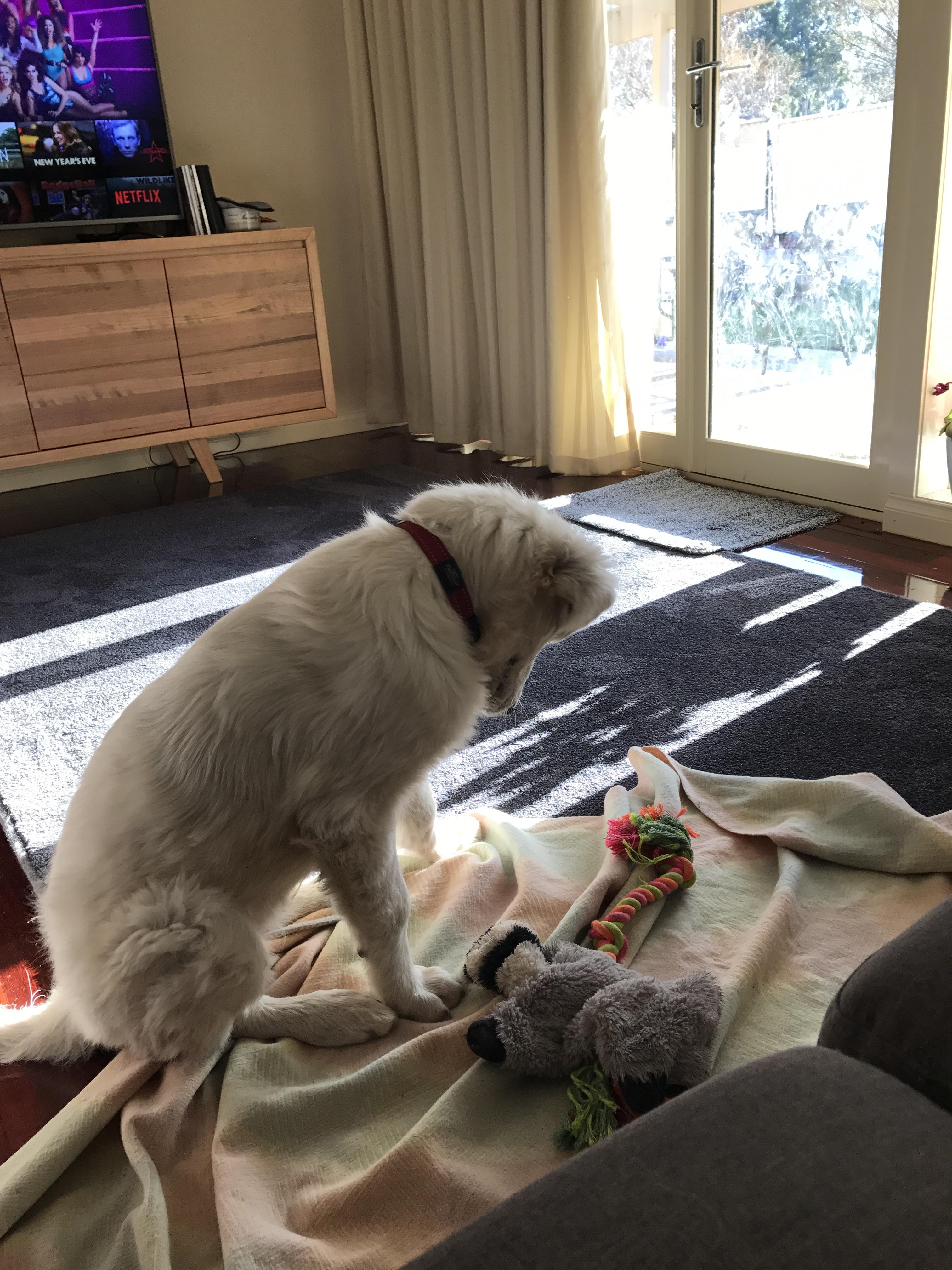 Archer -14 weeks | Scrolller