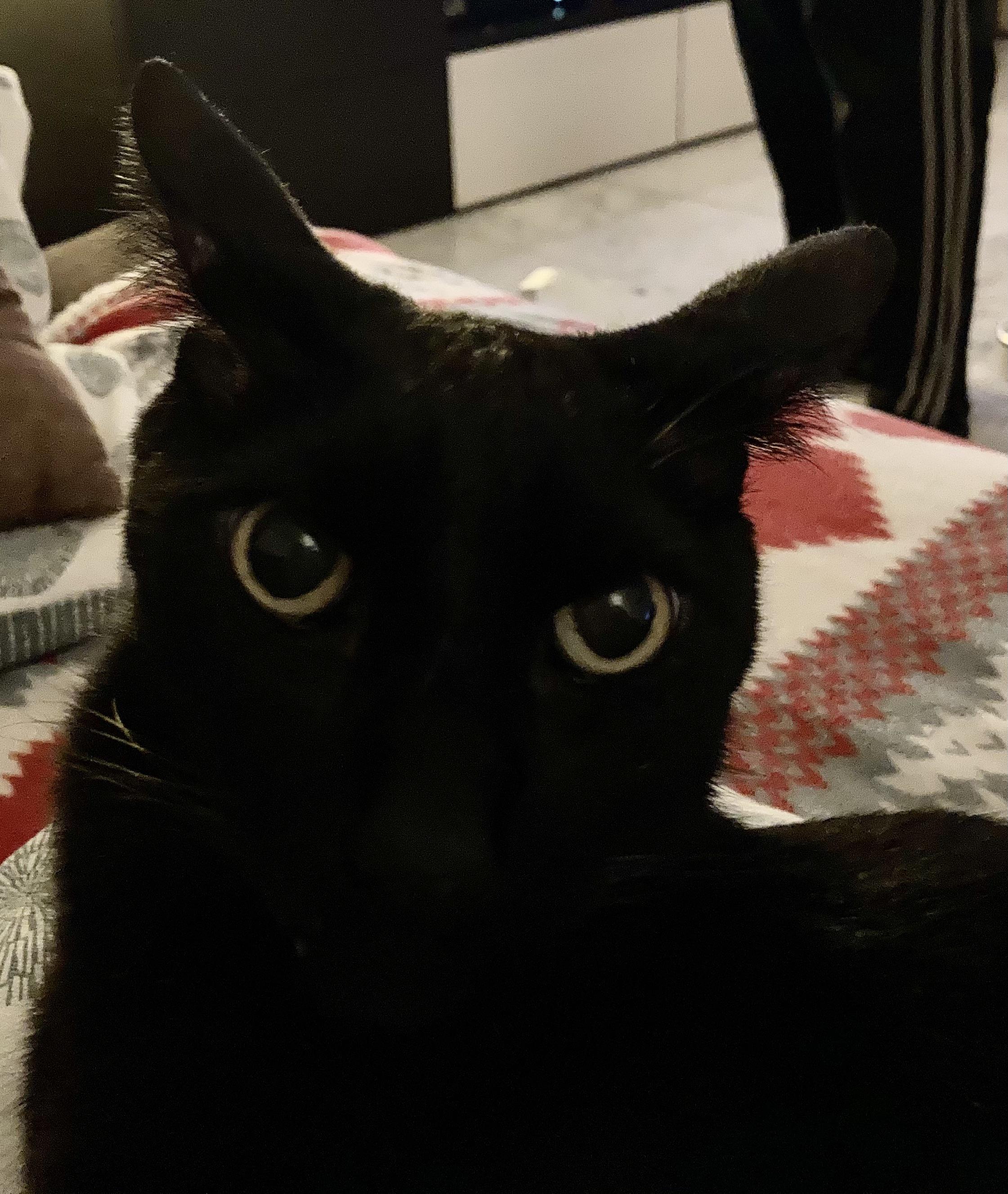 Are cute little owls aloud here? | Scrolller