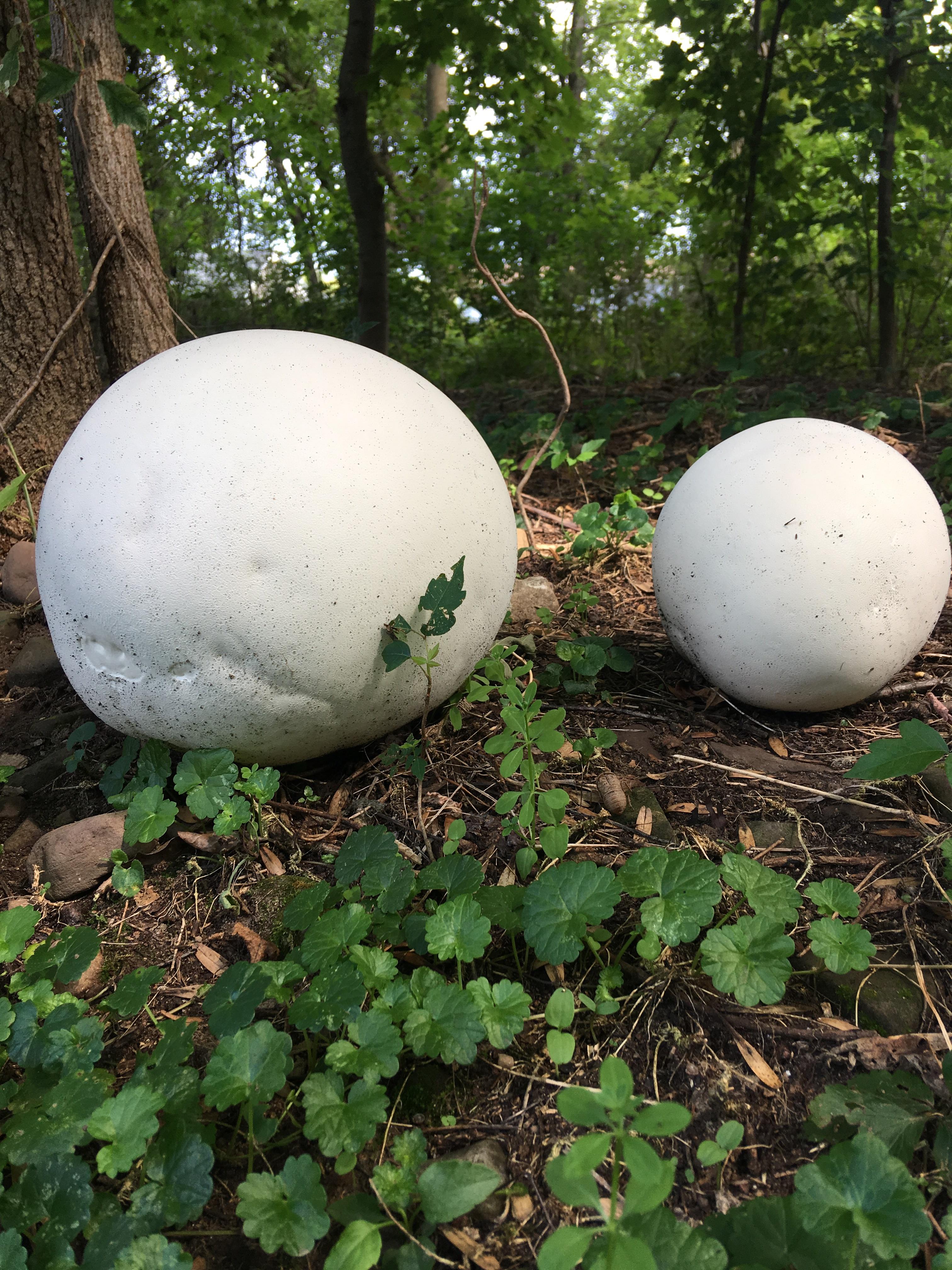 Are these Giant Puffball? Upstate NY. The larger one is 10inches in diameter | Scrolller