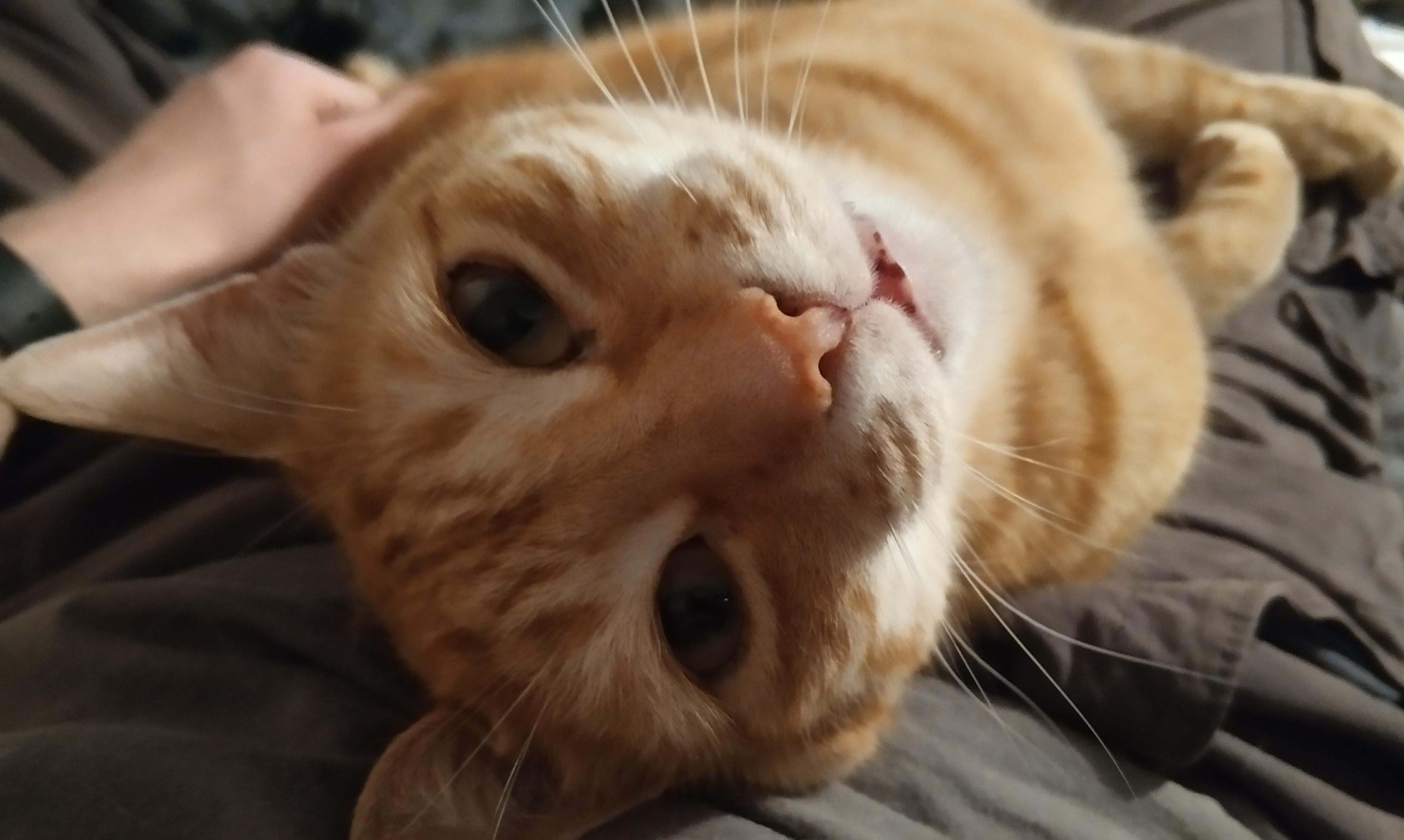 Are you comfy there, Flapjack? | Scrolller