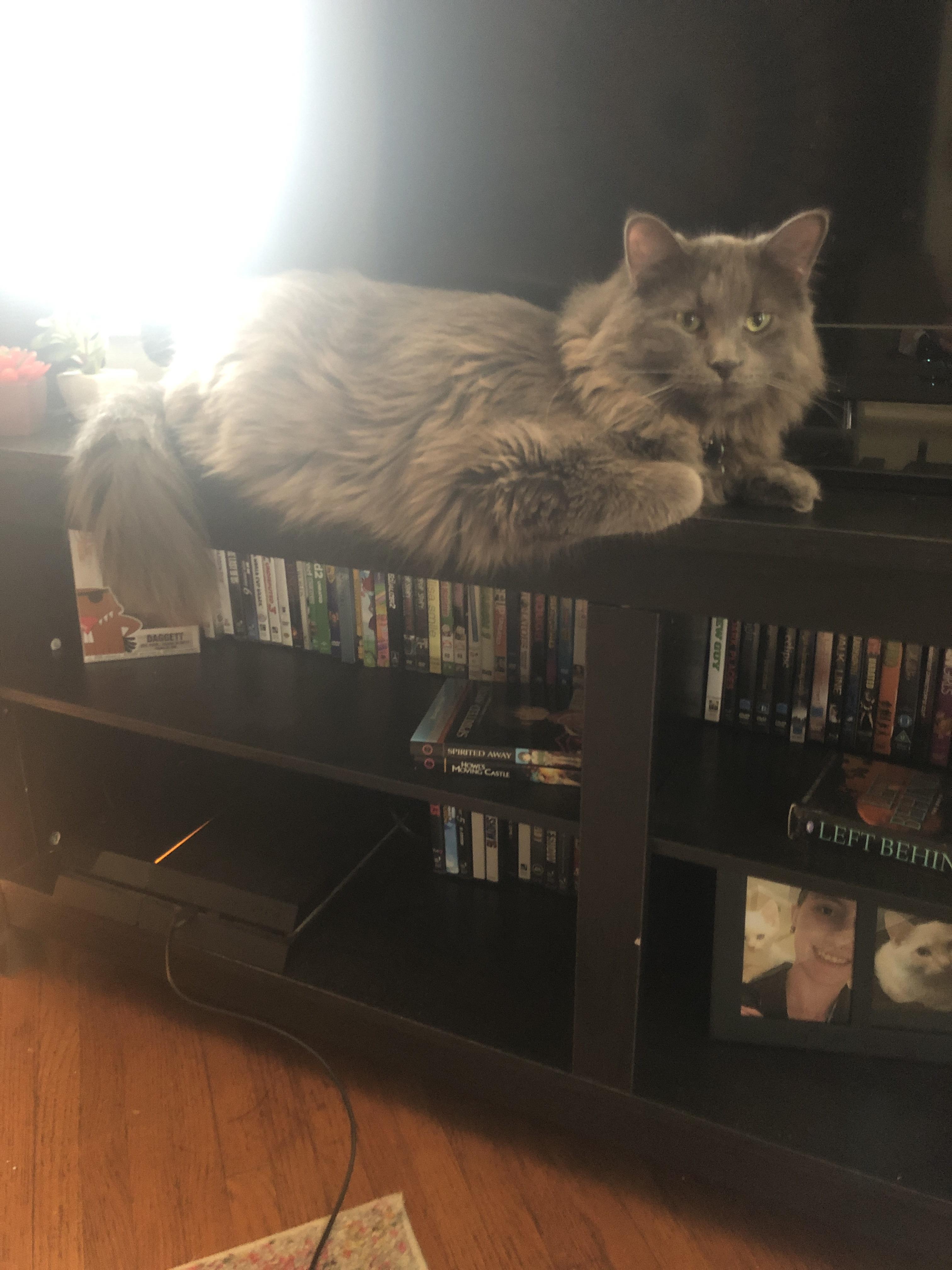 Aries, the majestic floof. | Scrolller