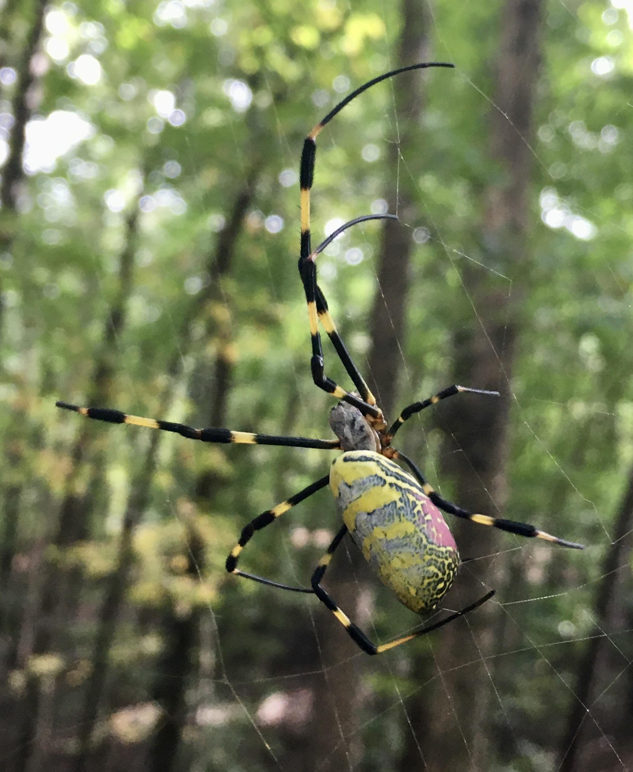 #Arise Joro, Joro arise | Scrolller