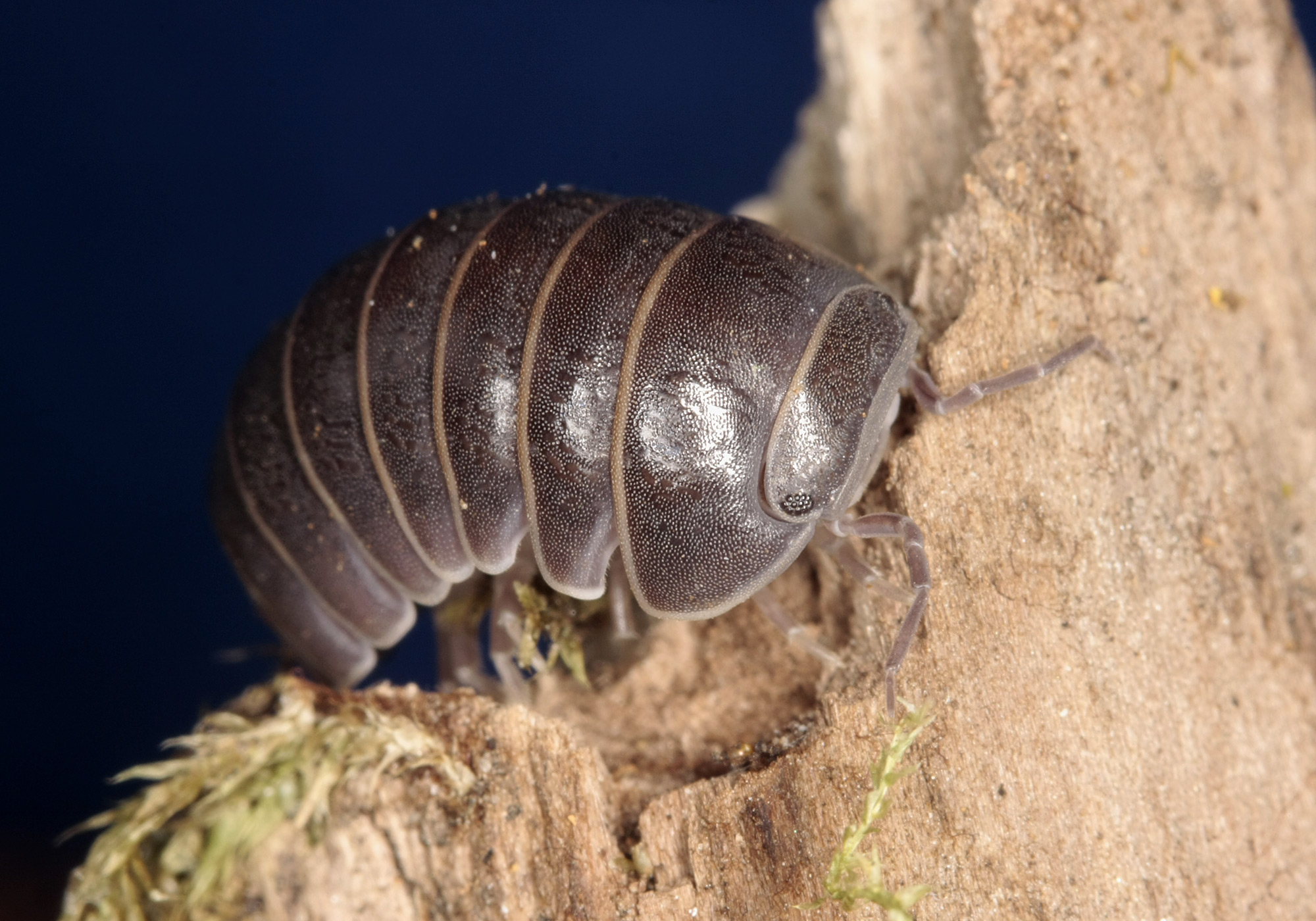Armadillo officinalis | Scrolller