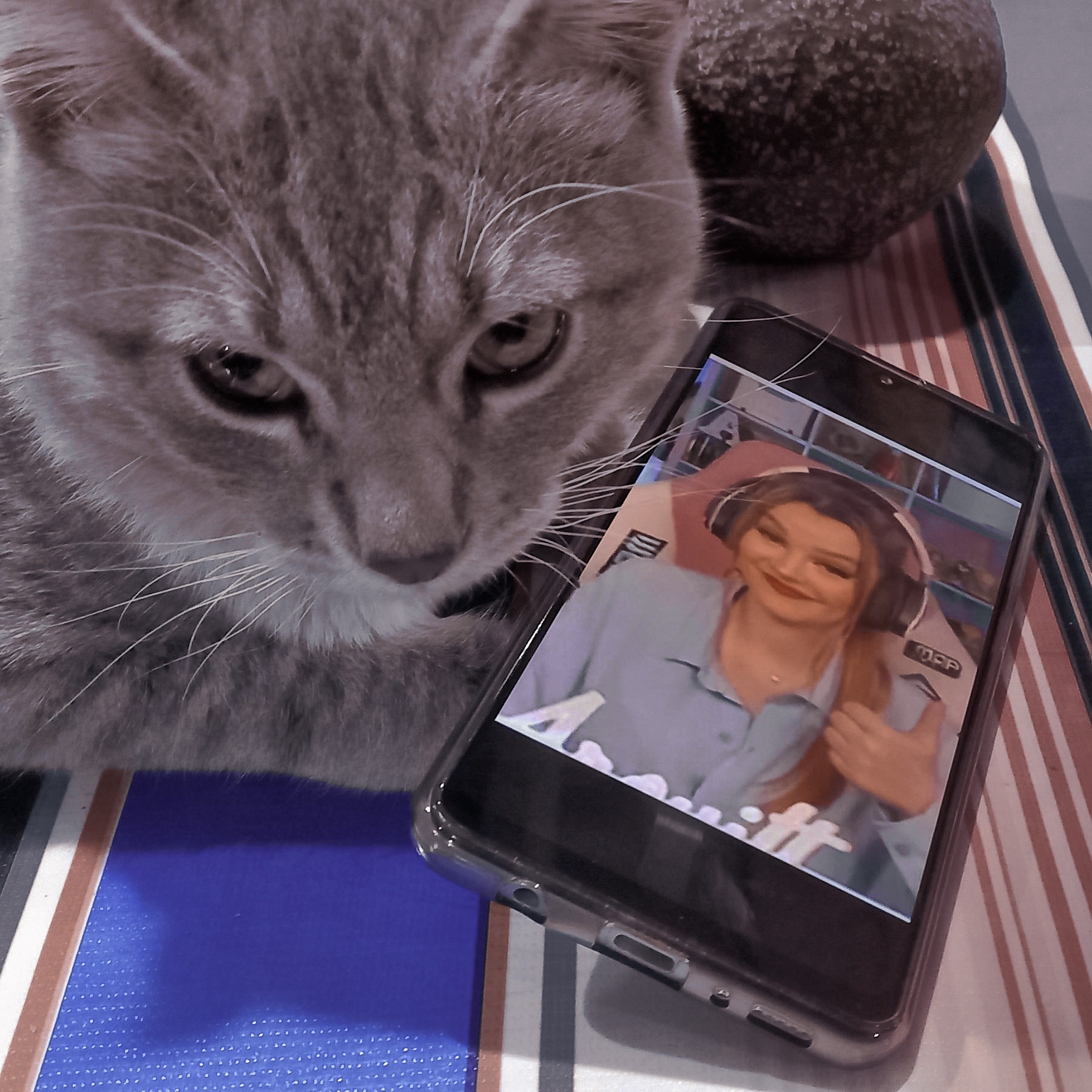 Aroyitt mi gato te ama...por favor mandale un saludo se llama Churris...😂🙏😂💙 | Scrolller