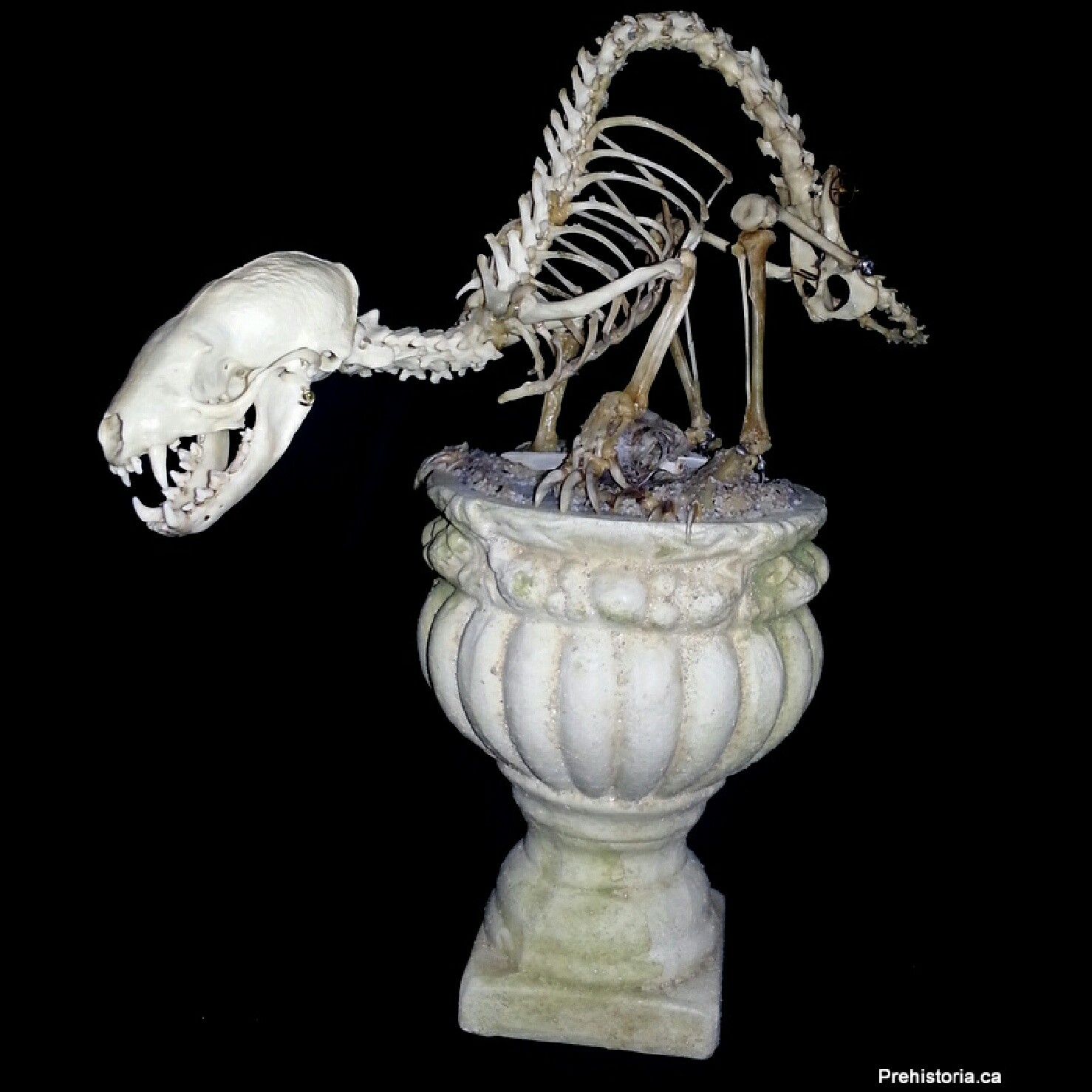 Articulated Mongoose Skeleton | Scrolller