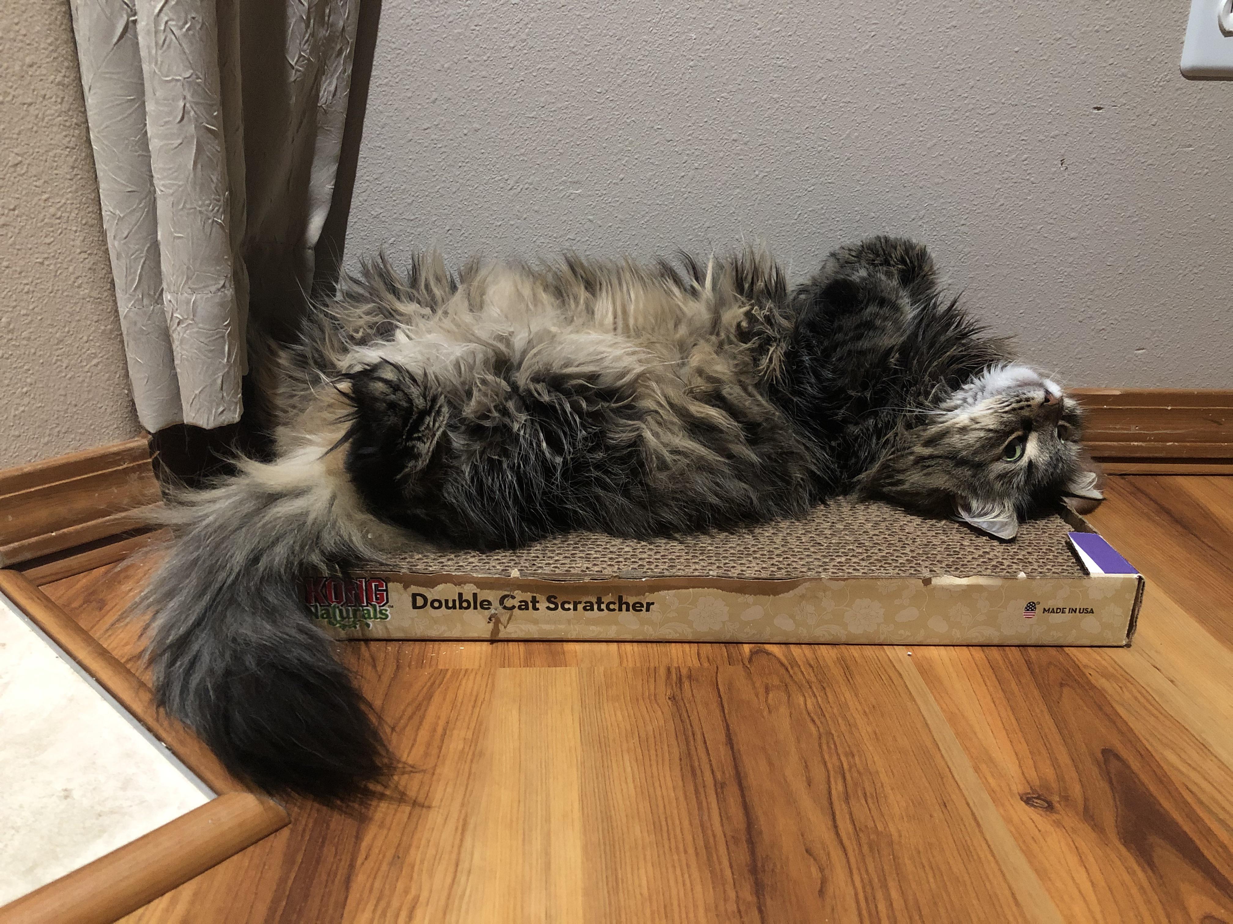 Arwen chilling by the fire post-catnip. | Scrolller