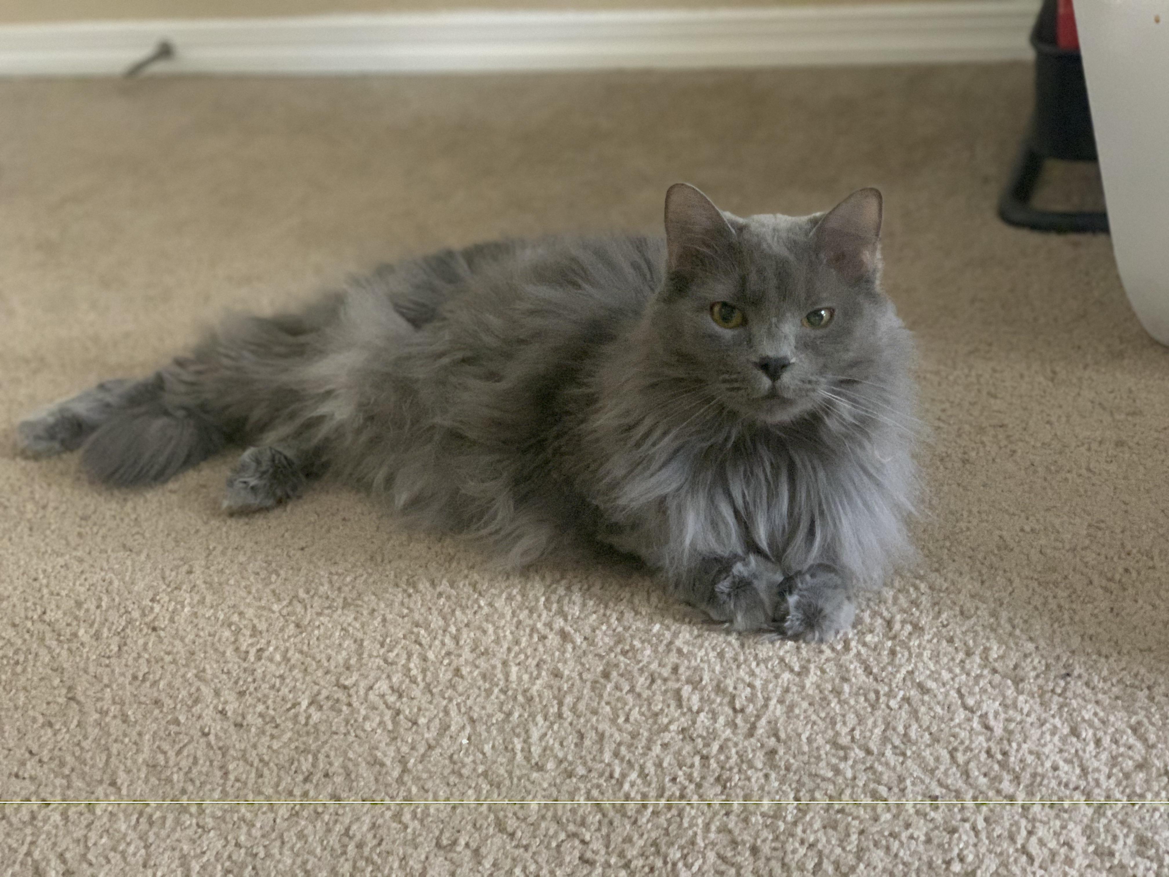 as you wish, your majesty! | Scrolller