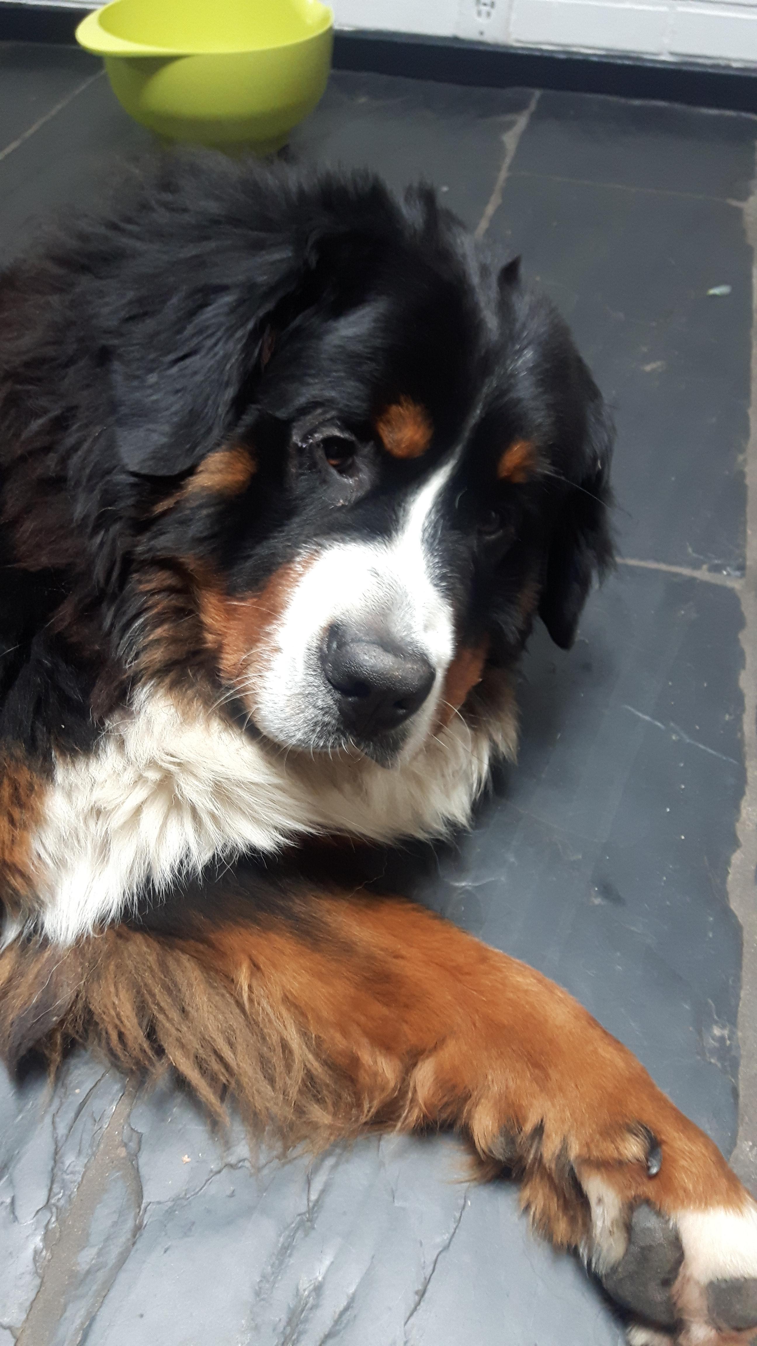 Aslan, 1 year and 2 months. He was sleeping on my foot so I pulled it away to get blood ...