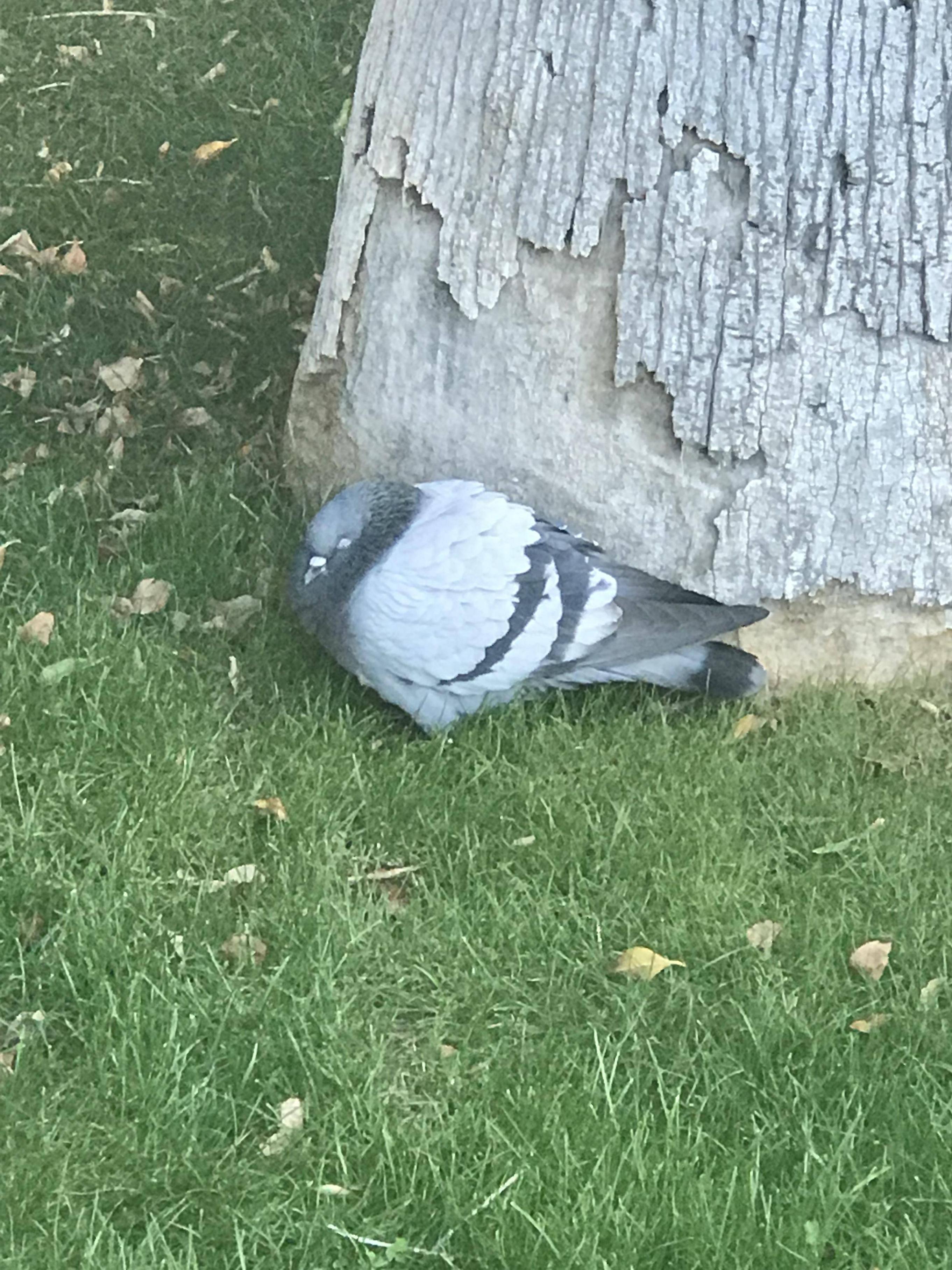 asleep pigeon | Scrolller