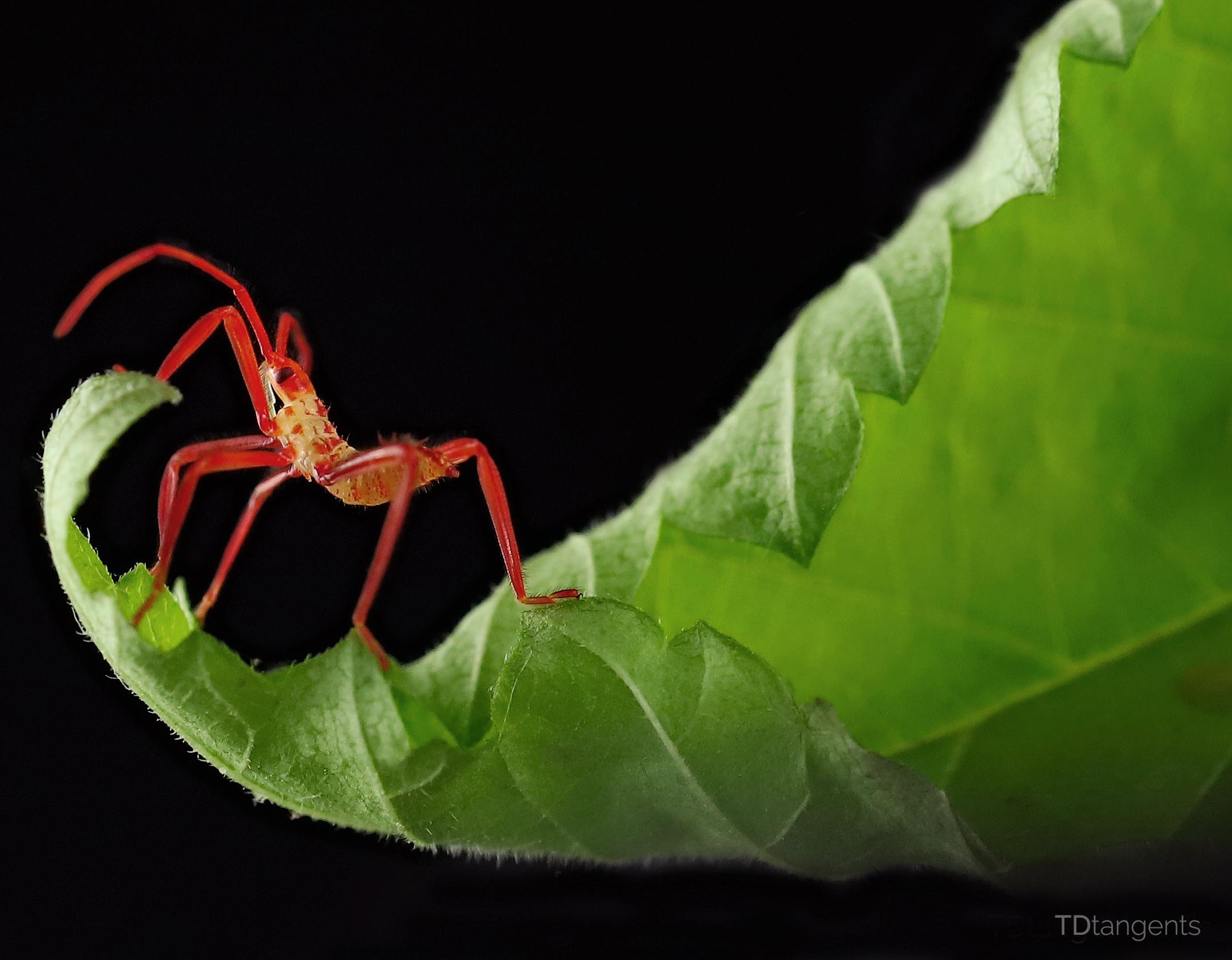 Assassin Bug nymph | Scrolller