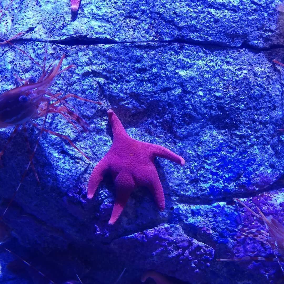 At the aquarium a friend met thicc Patrick | Scrolller