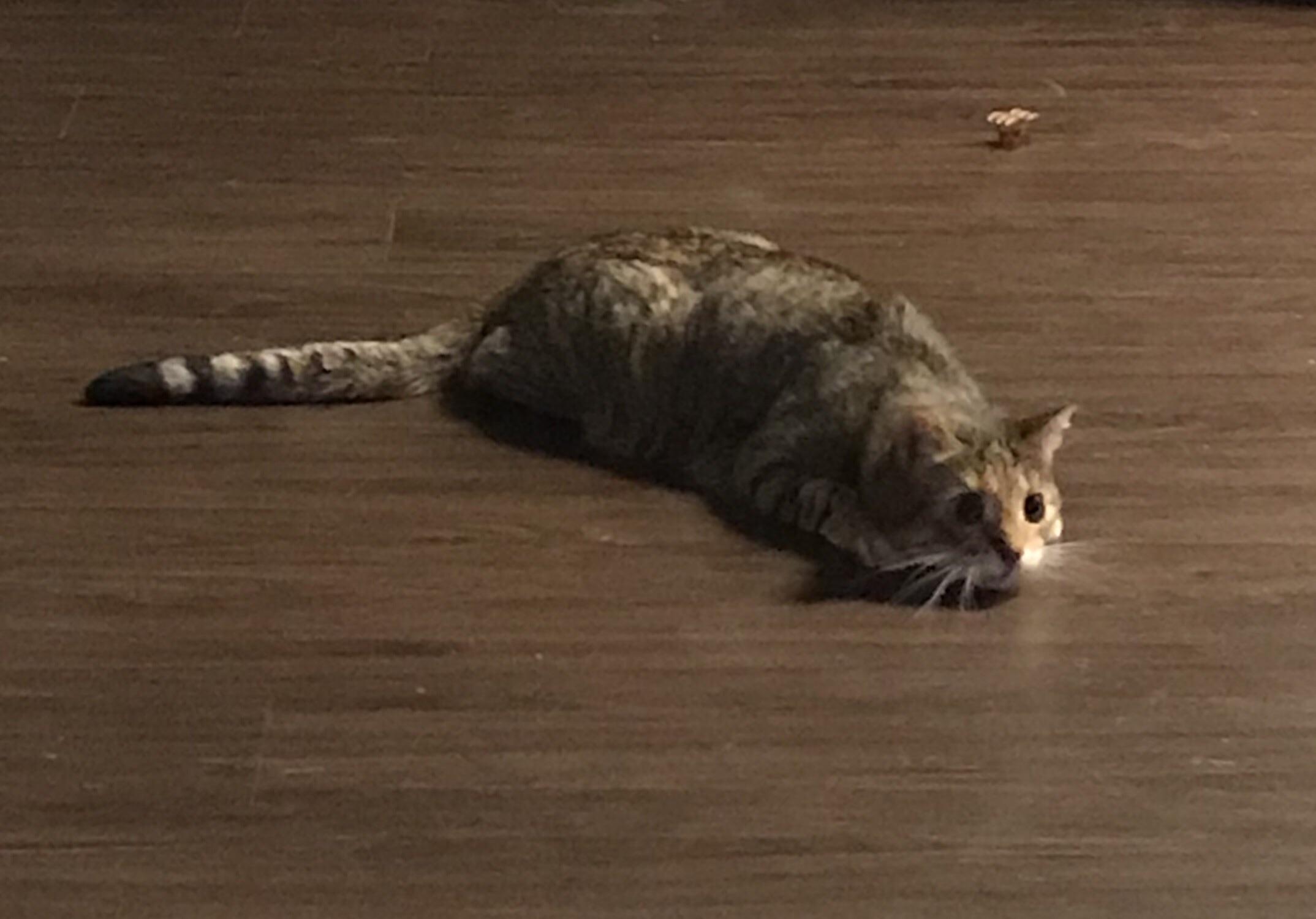 Attack Loaf | Scrolller