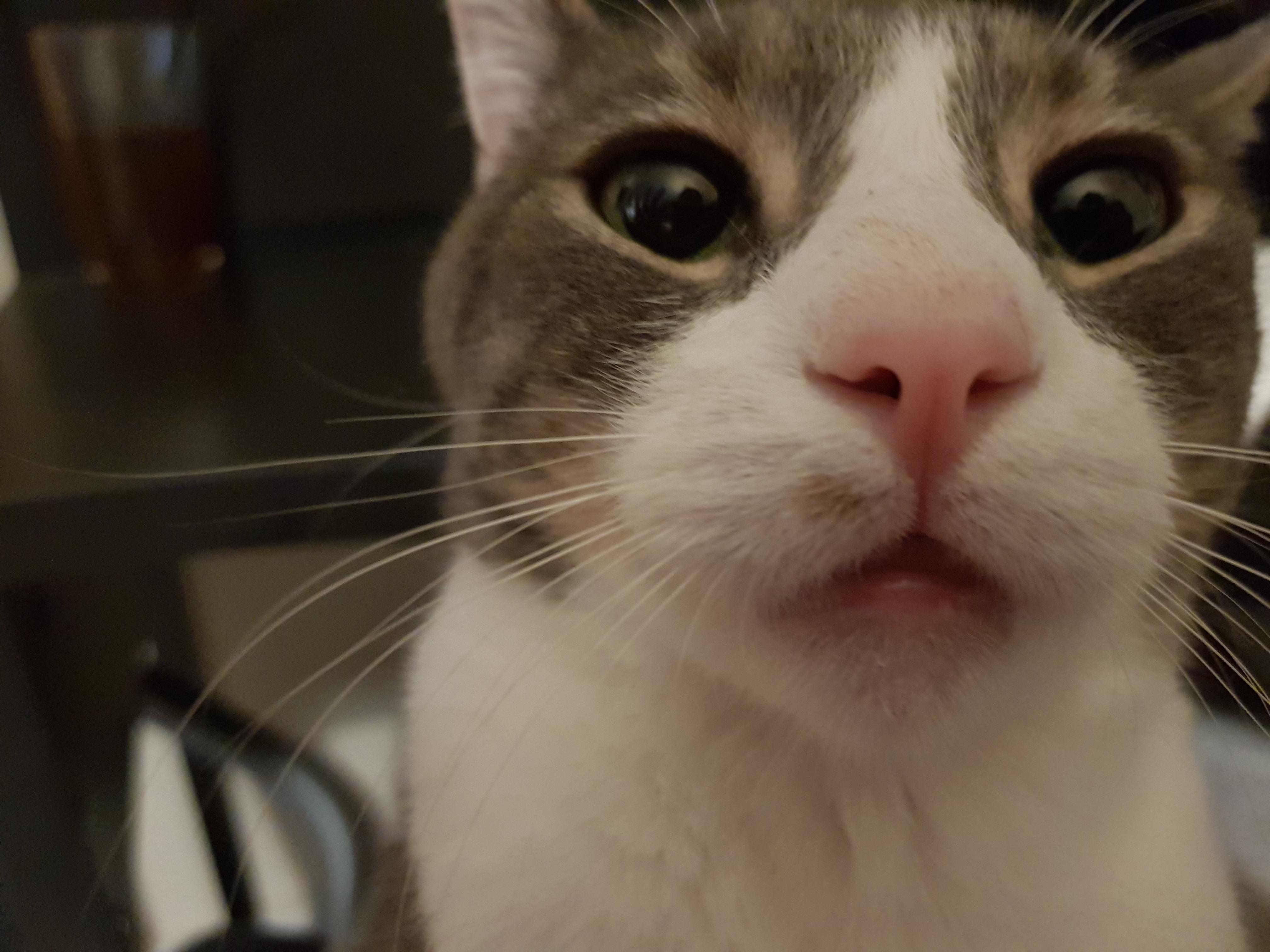 Attack mode activated | Scrolller