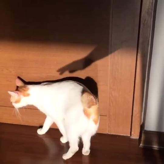 Attack of the shadow creature! | Scrolller