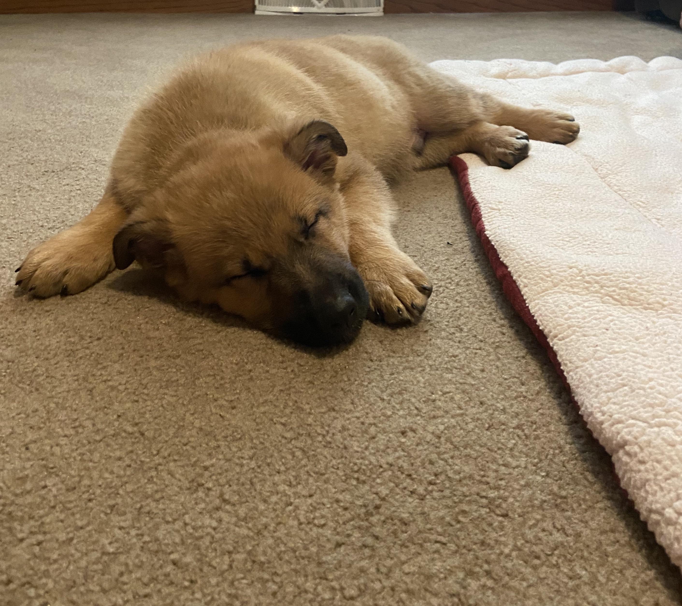 Atticus, 8 weeks. | Scrolller