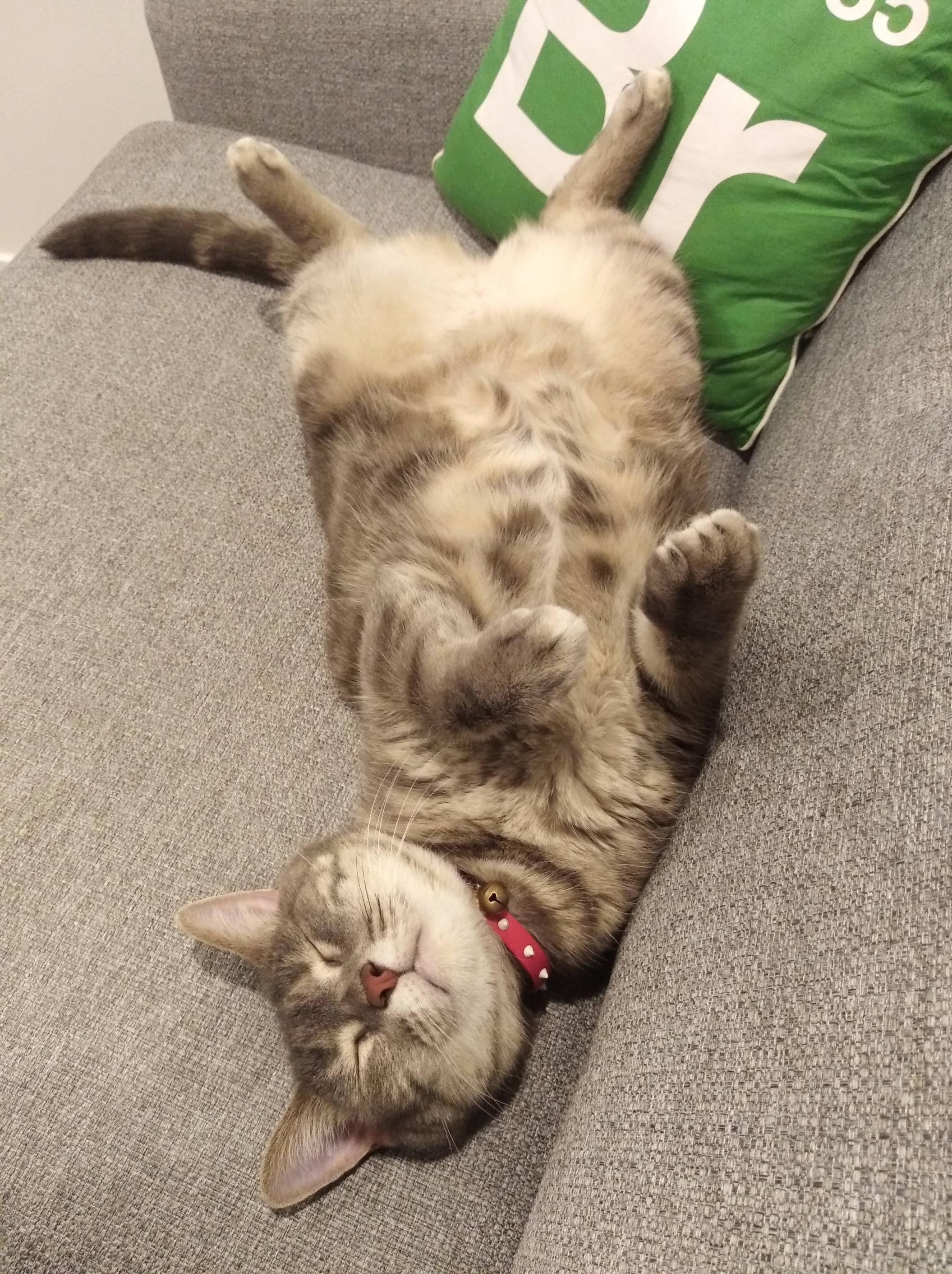 Atticus is always after belly rubs | Scrolller