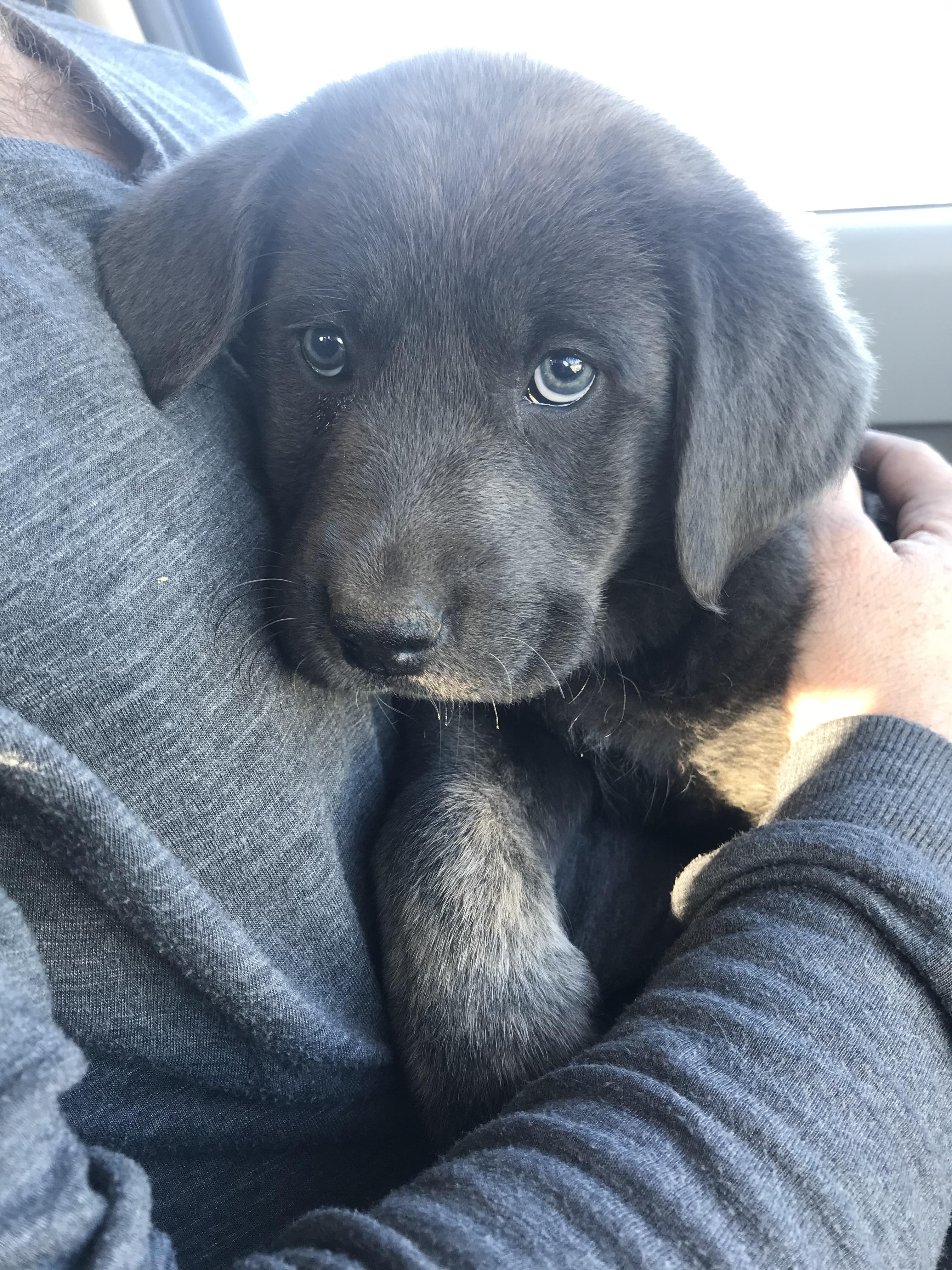 Augustus the pyrador! | Scrolller