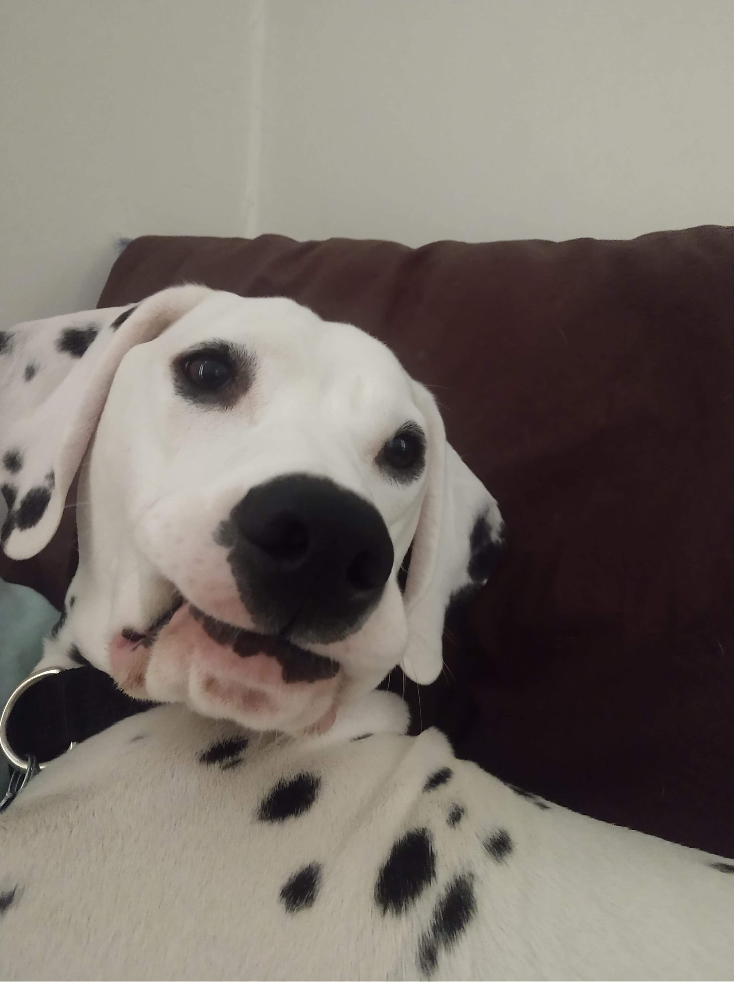 Augustus the Shark | Scrolller