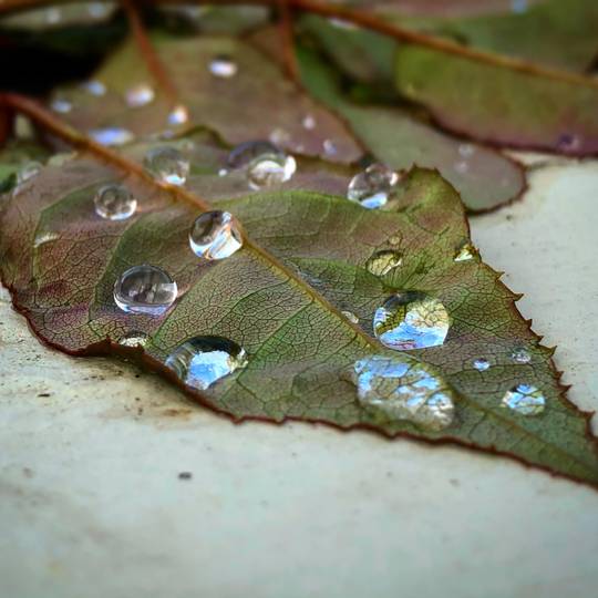 Autumn dew on a rose leaf | Scrolller