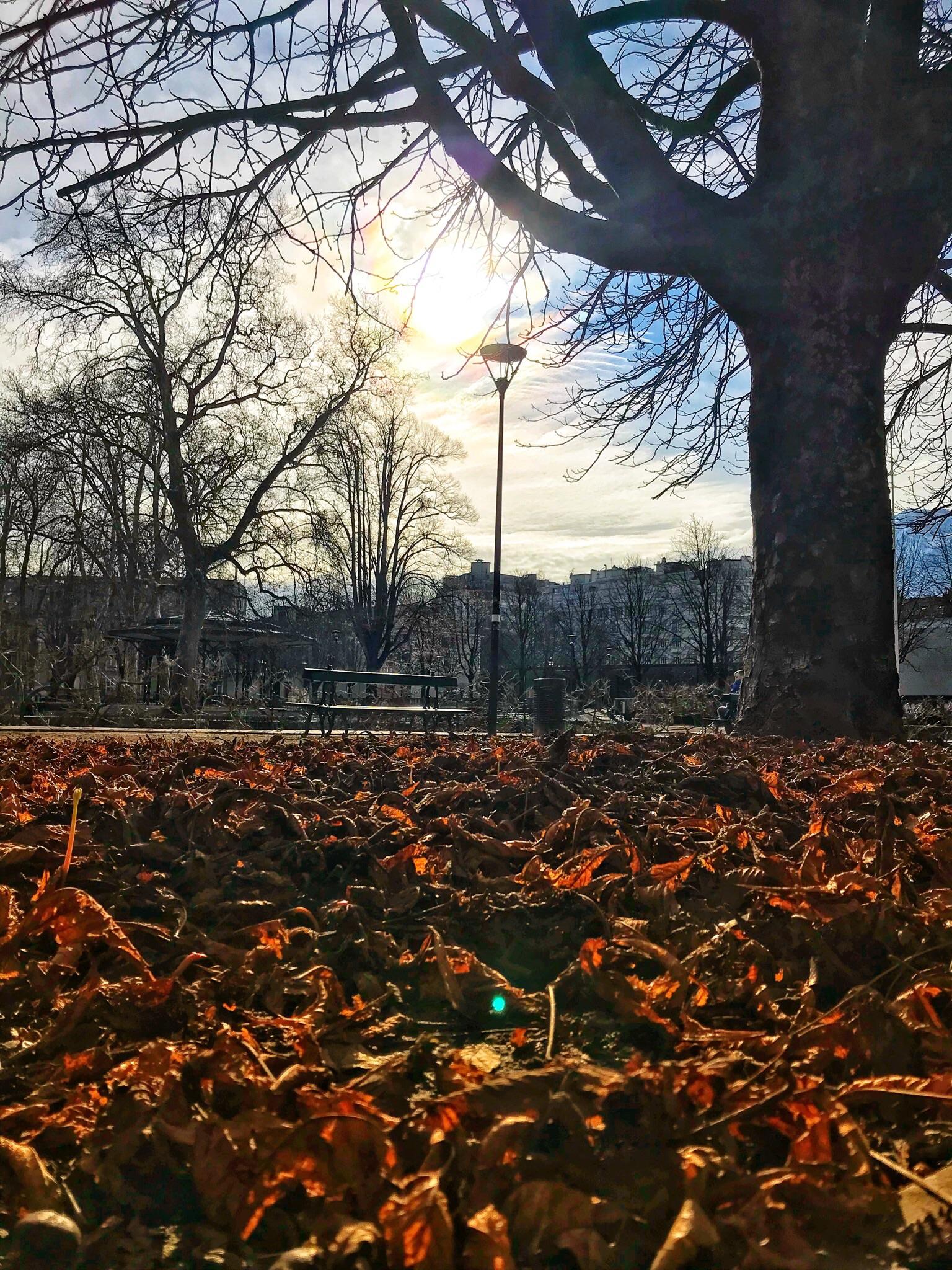 Autumn Leaves рџ ў Scrolller