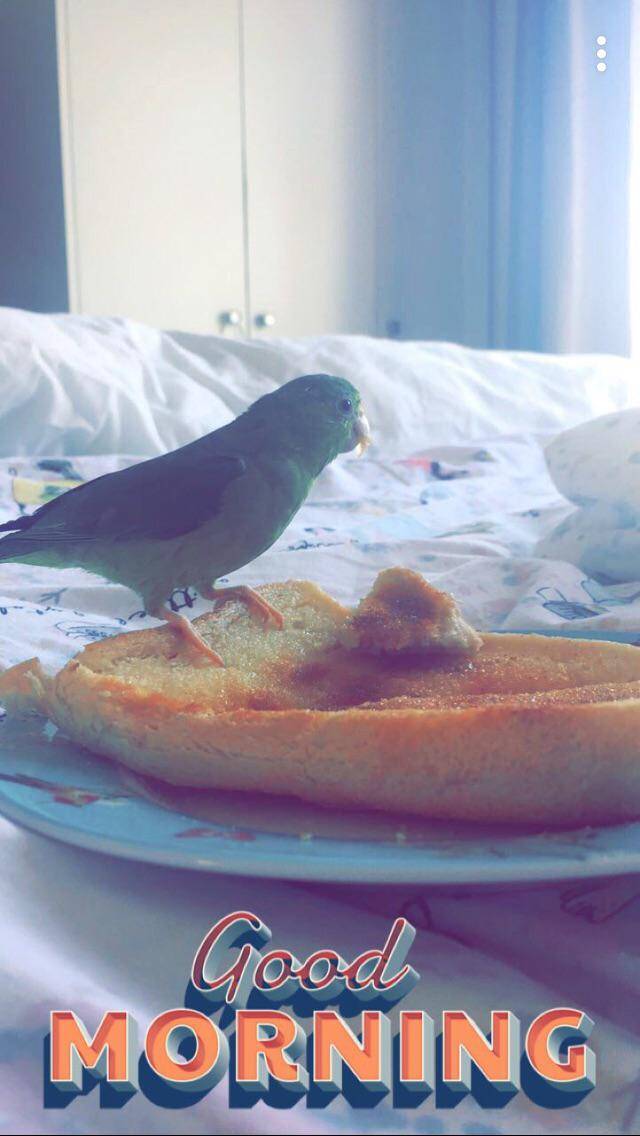 AVOCADO 🥑 | Scrolller