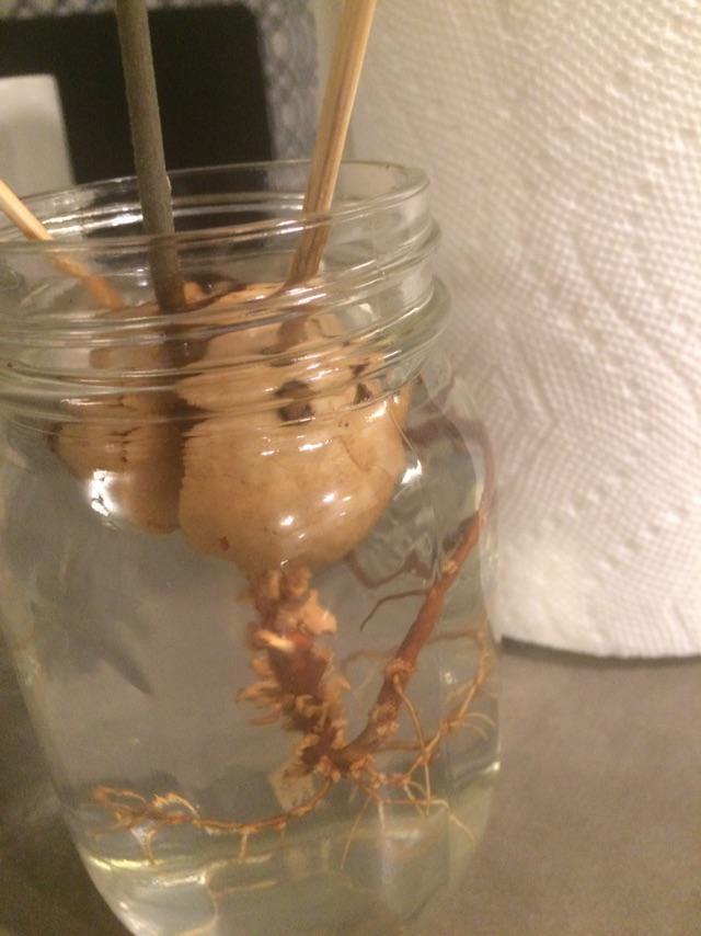 Avocado Snake Pitt, Eater of Souls | Scrolller