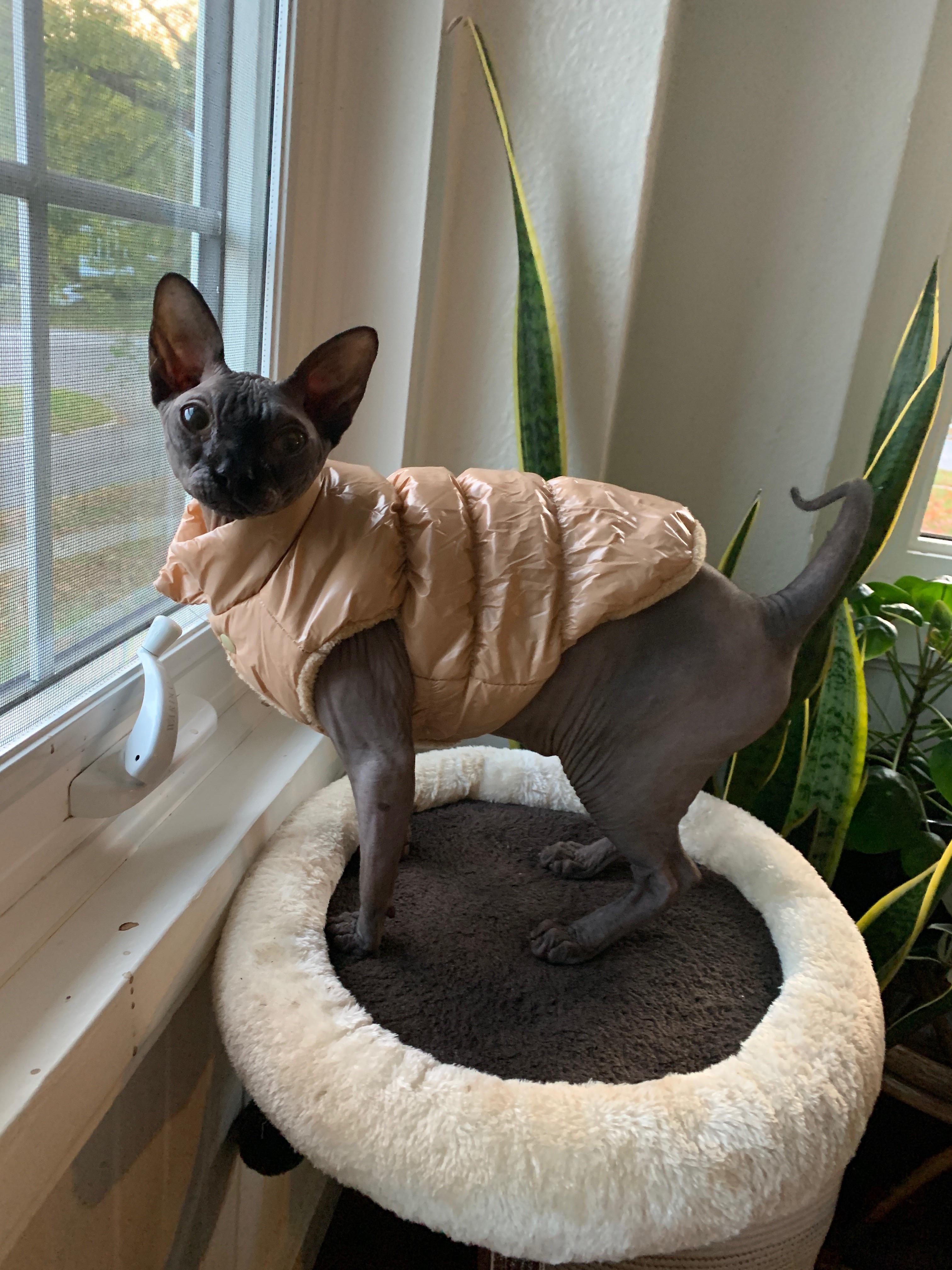 Azula is all ready for winter | Scrolller