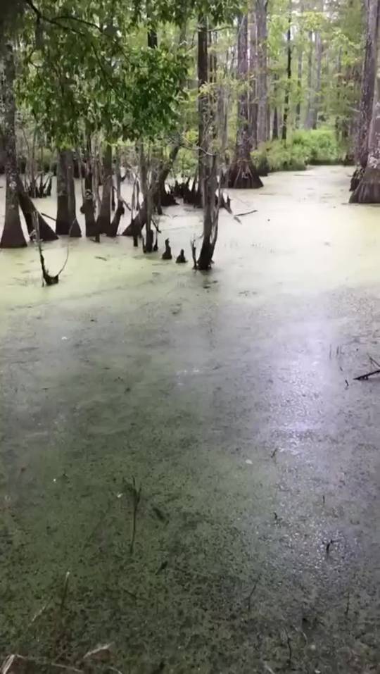 Baby alligator chasing a laser pointer. | Scrolller