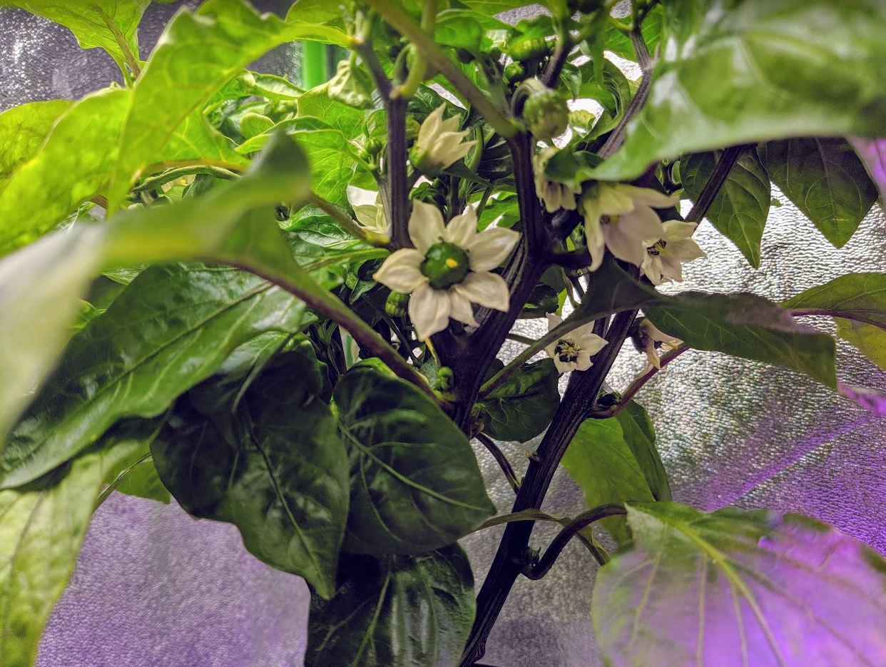 Baby Bell Peppers | Scrolller