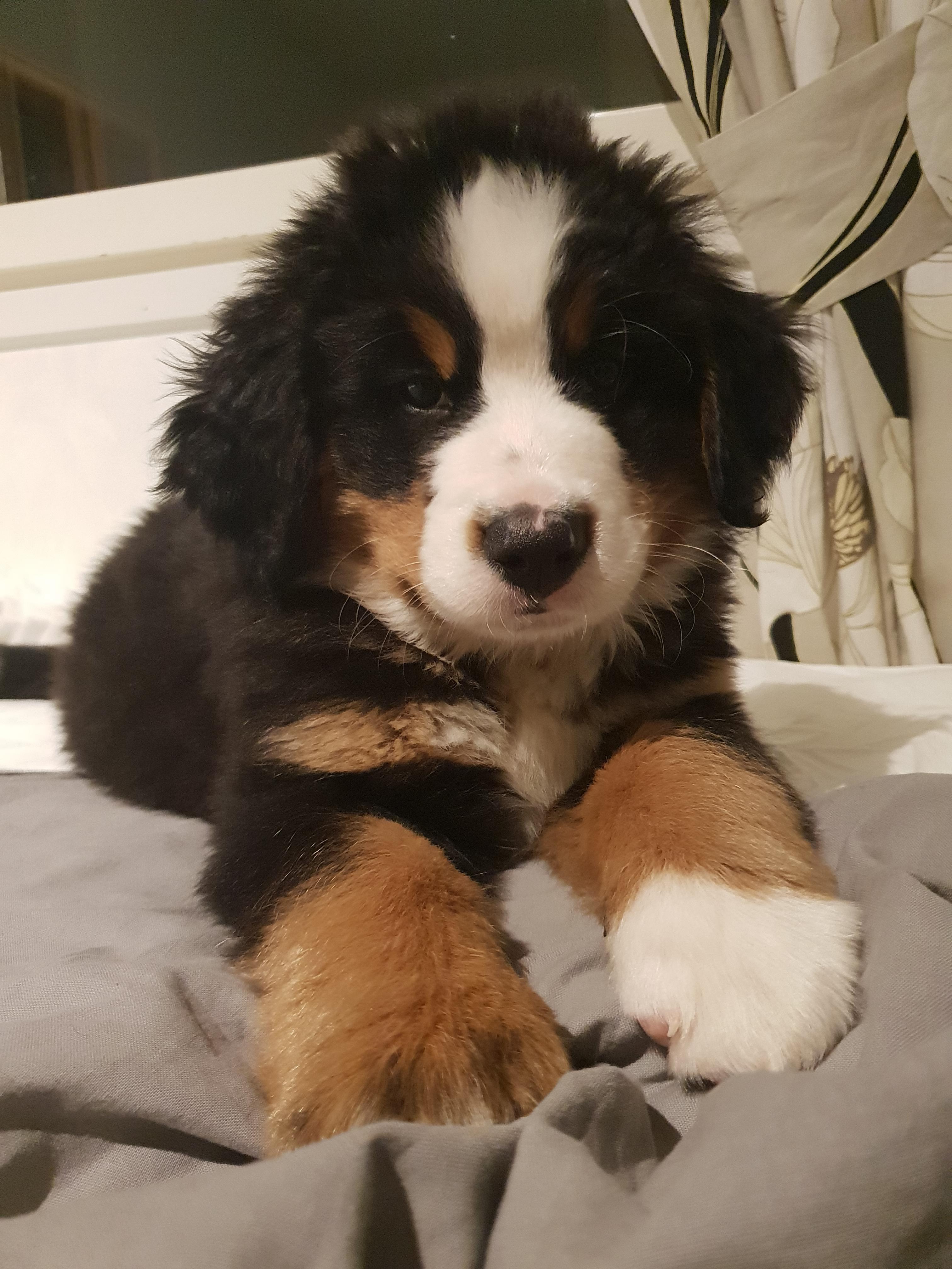 Baby bernese paws | Scrolller