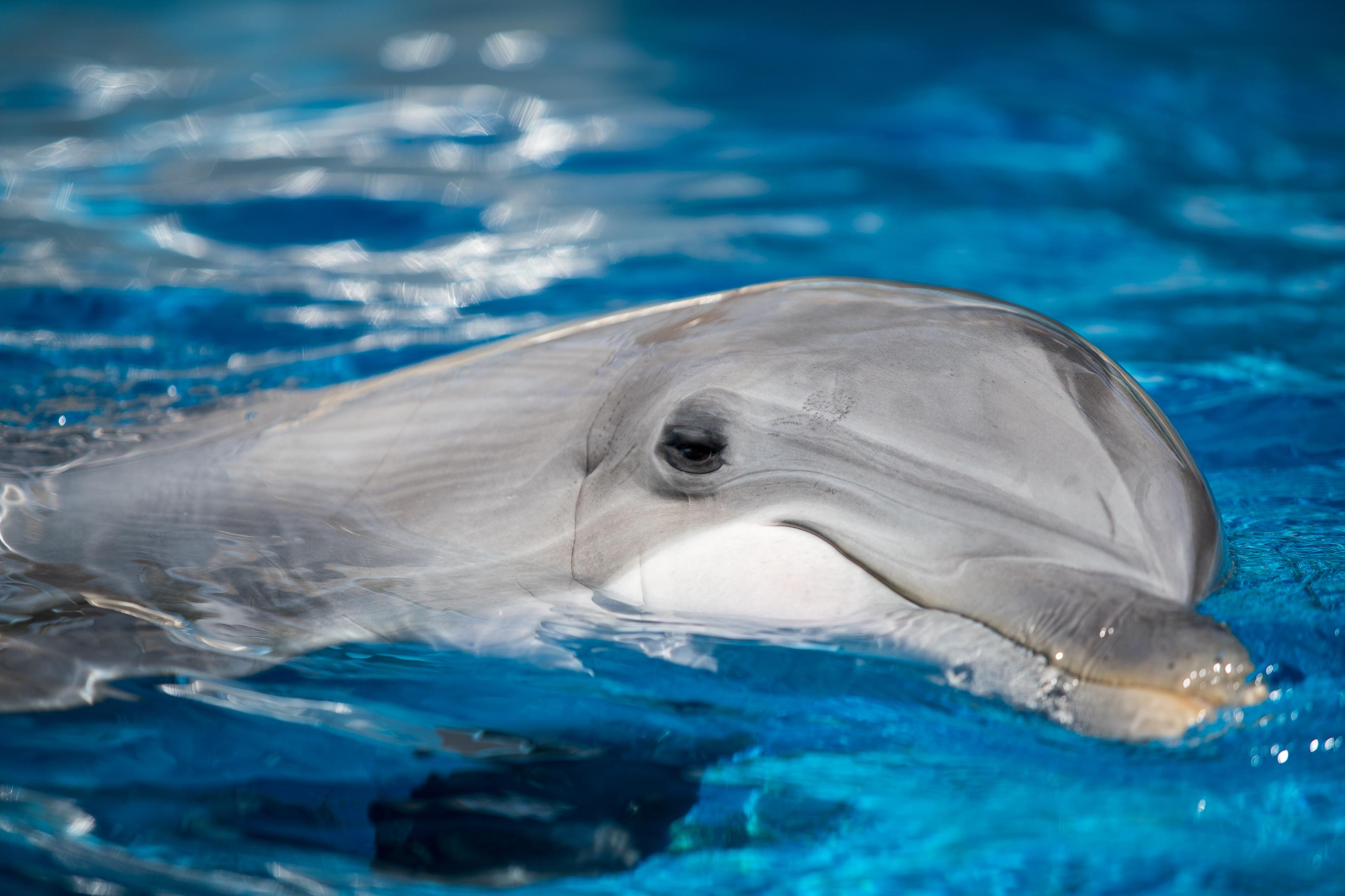 Baby Dolphin | Scrolller