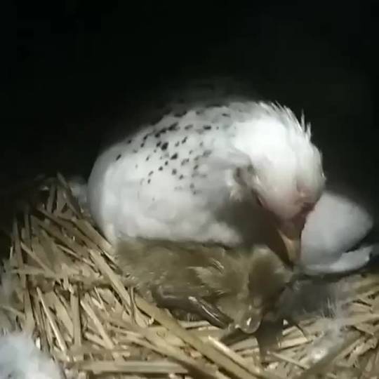 Baby duck gets hatched out by hen | Scrolller