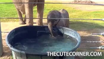 Baby elephant blowing bubbles | Scrolller