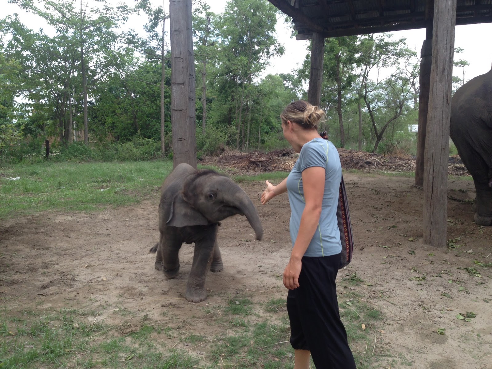 Baby Elephant meets a visitor | Scrolller