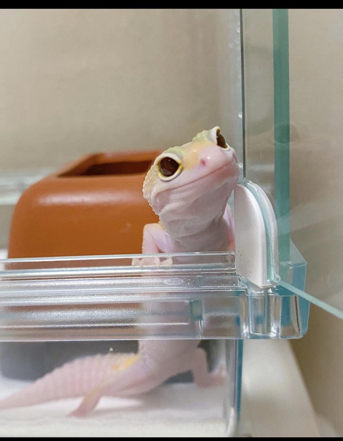Baby leopard gecko | Scrolller
