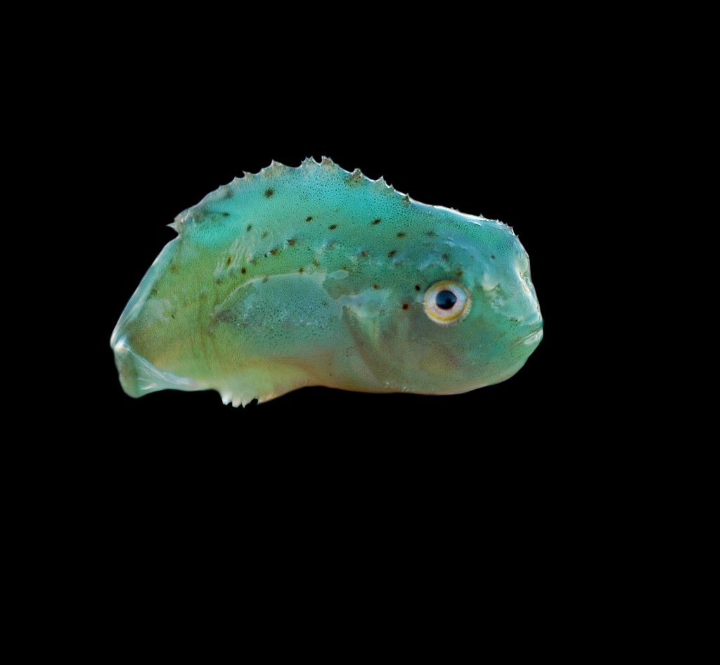 Baby Lumpsucker Fish | Scrolller