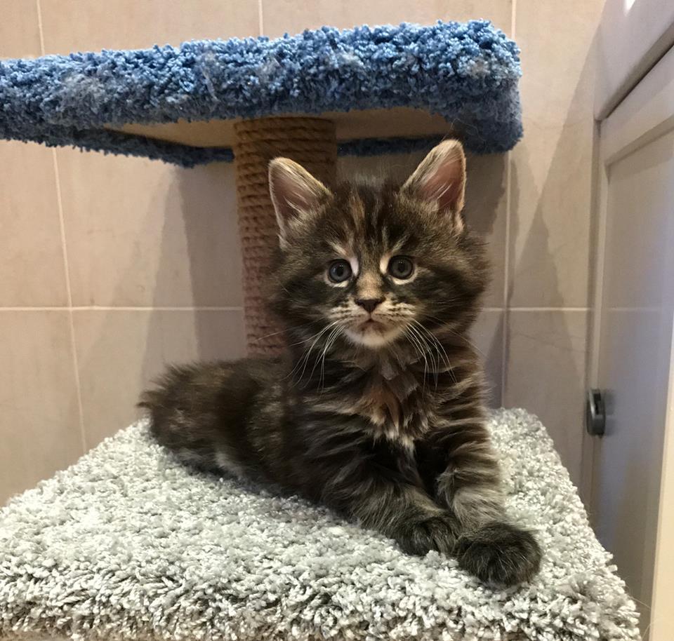 Baby MaineCoon | Scrolller
