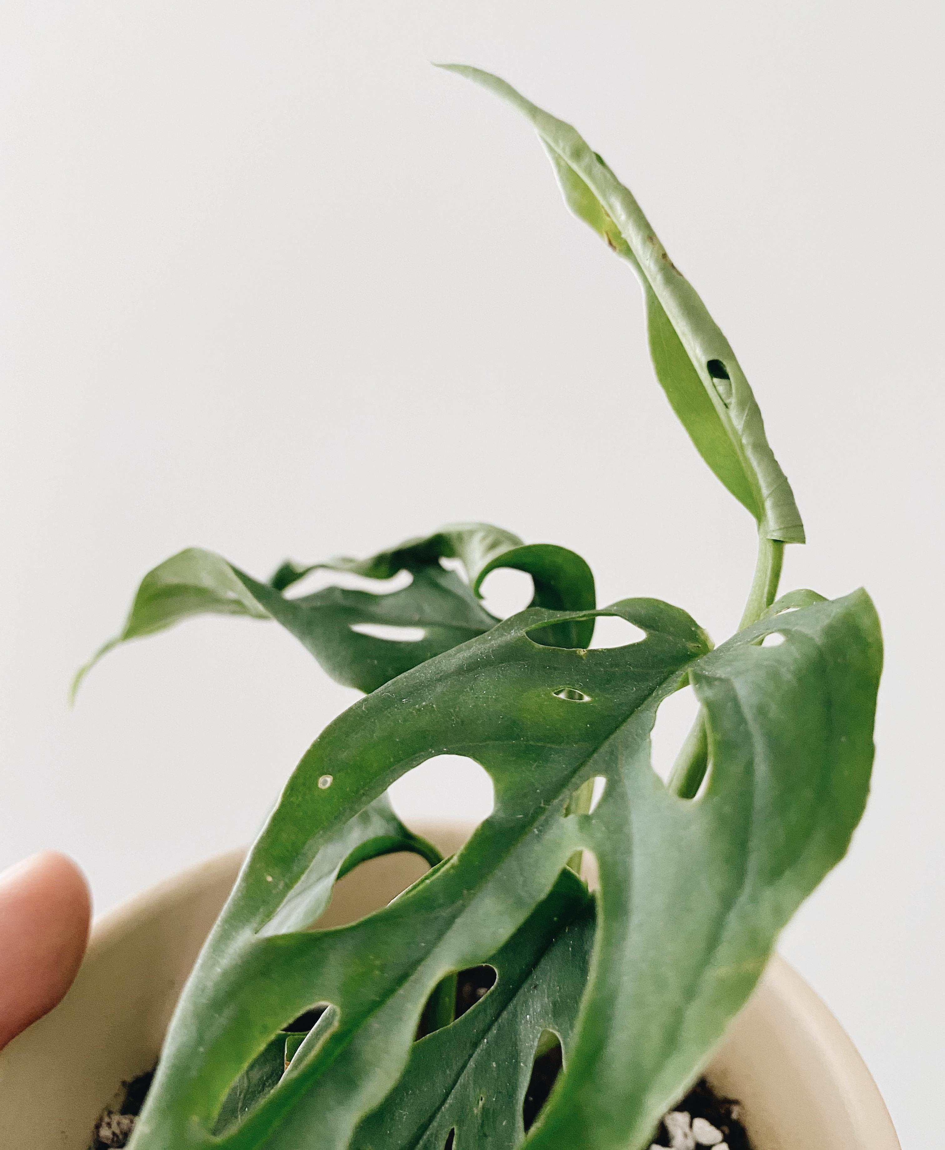 Baby Monstera Adansonii is growing a new leaf | Scrolller