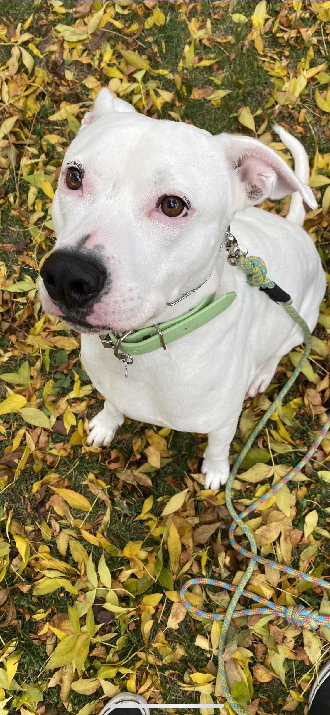 Baby Nara in the fall :) | Scrolller