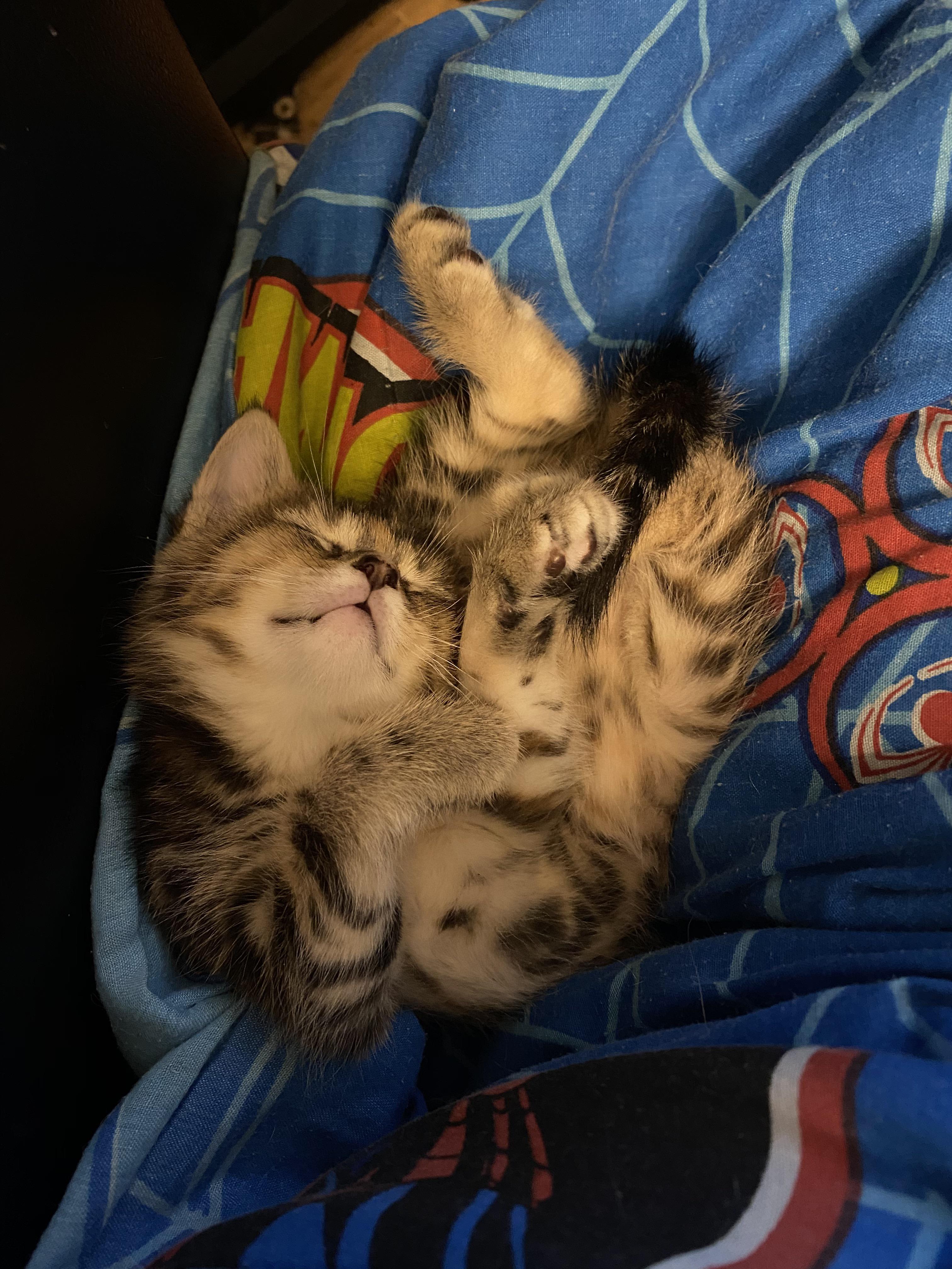 Baby noodlebones, she’s been sleeping like this for an hour. | Scrolller