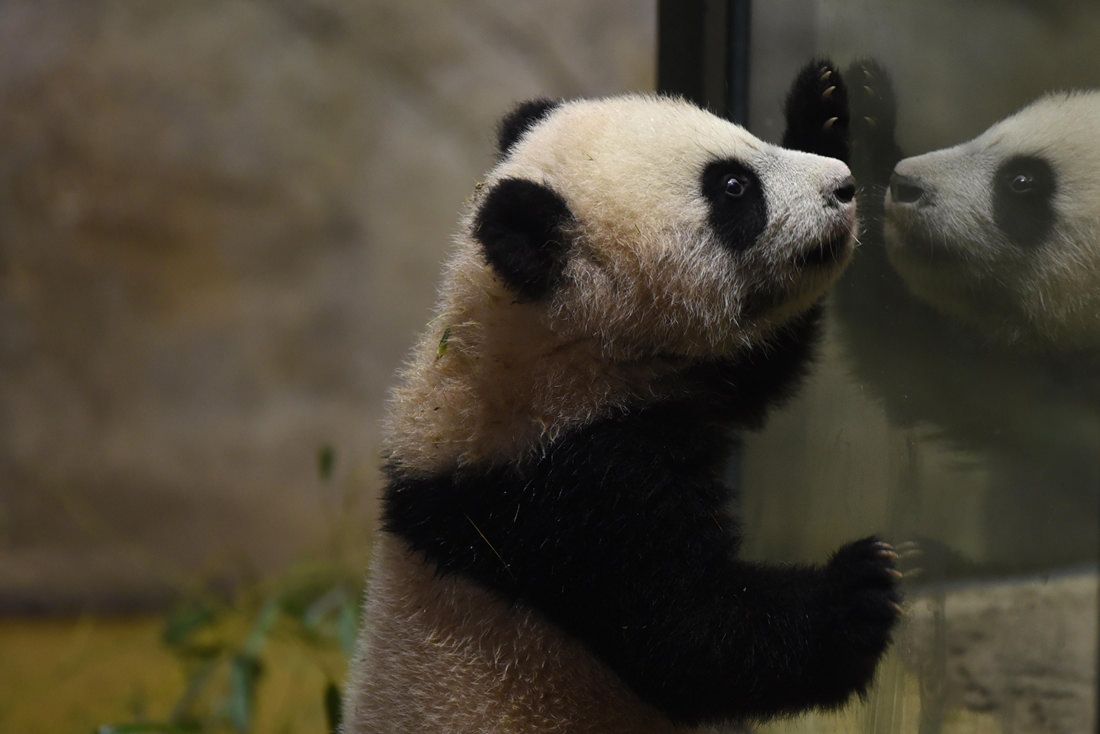 Baby panda Chulina looking out of her enclosure | Scrolller