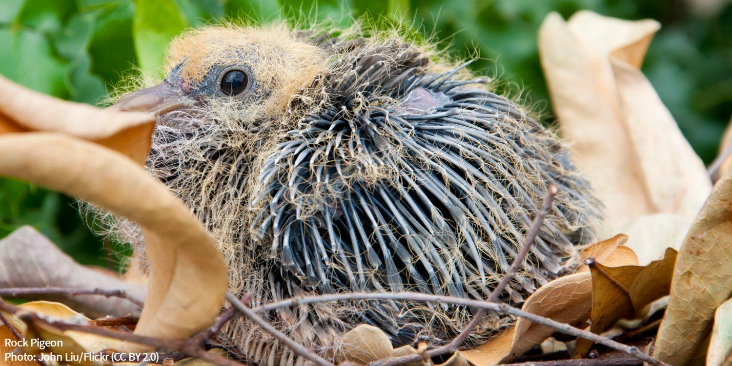 Baby Pigeon Orb | Scrolller