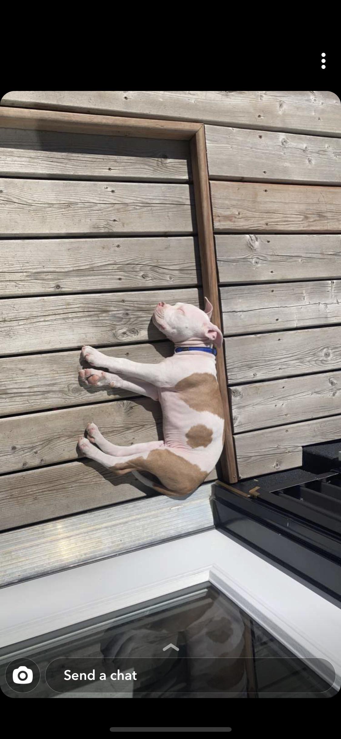 Baby pitty | Scrolller