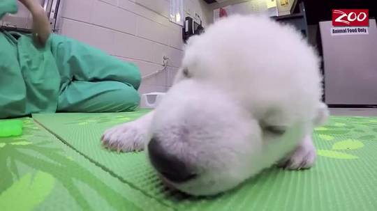 Baby polar bear falling asleep | Scrolller