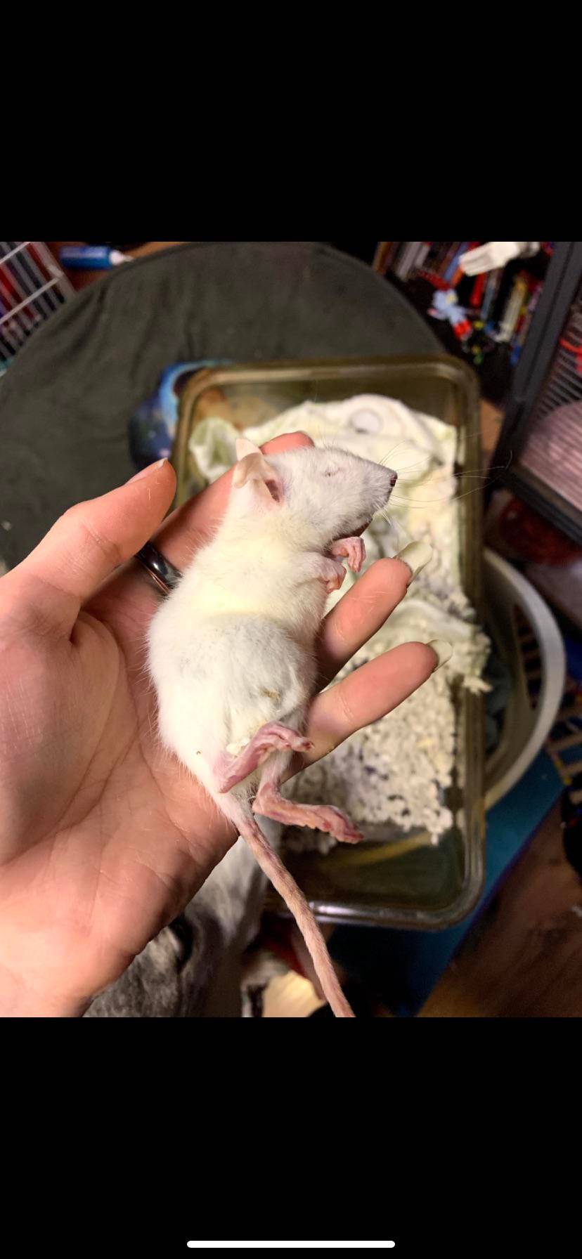 Baby rat wet specimen tips welcome! First time for me:) | Scrolller