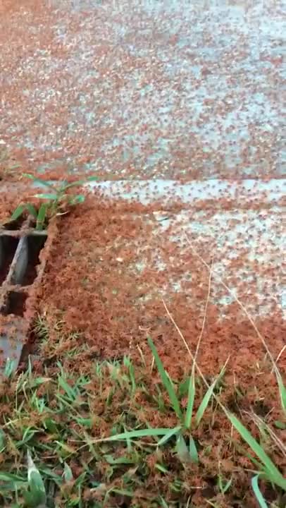 Baby red crab migration | Scrolller