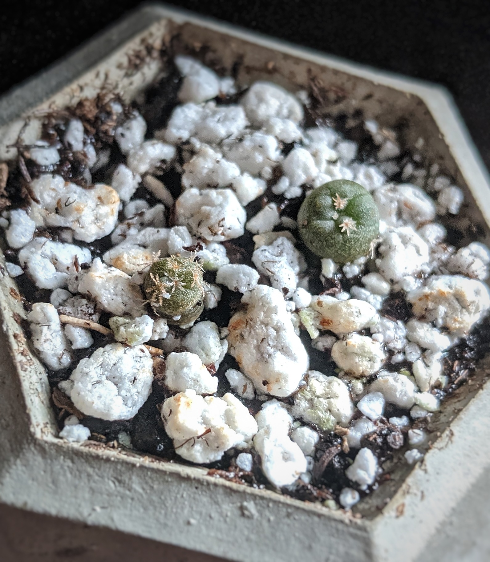 Baby seedlings | Scrolller