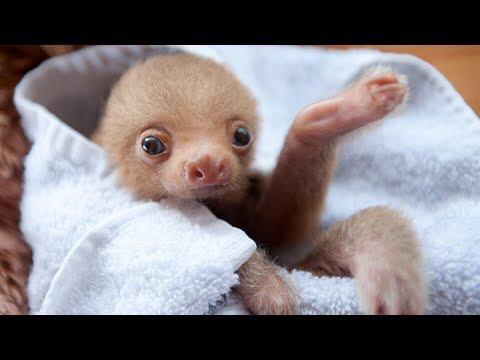 Baby sloth | Scrolller